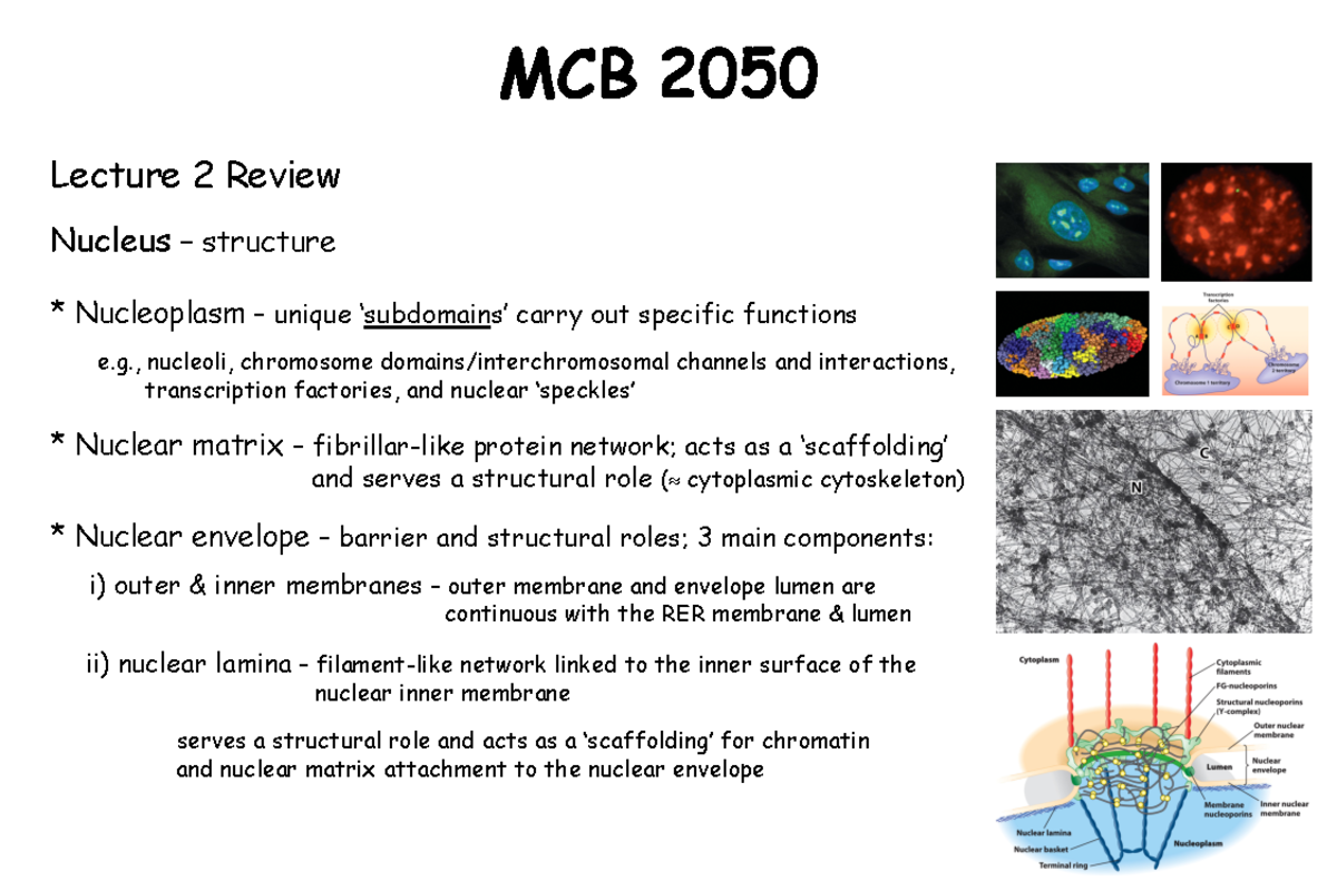 MCB2050 II - Mullen -Lecture 3 - MCB 2 050 Lecture 2 Review Nucleus ...