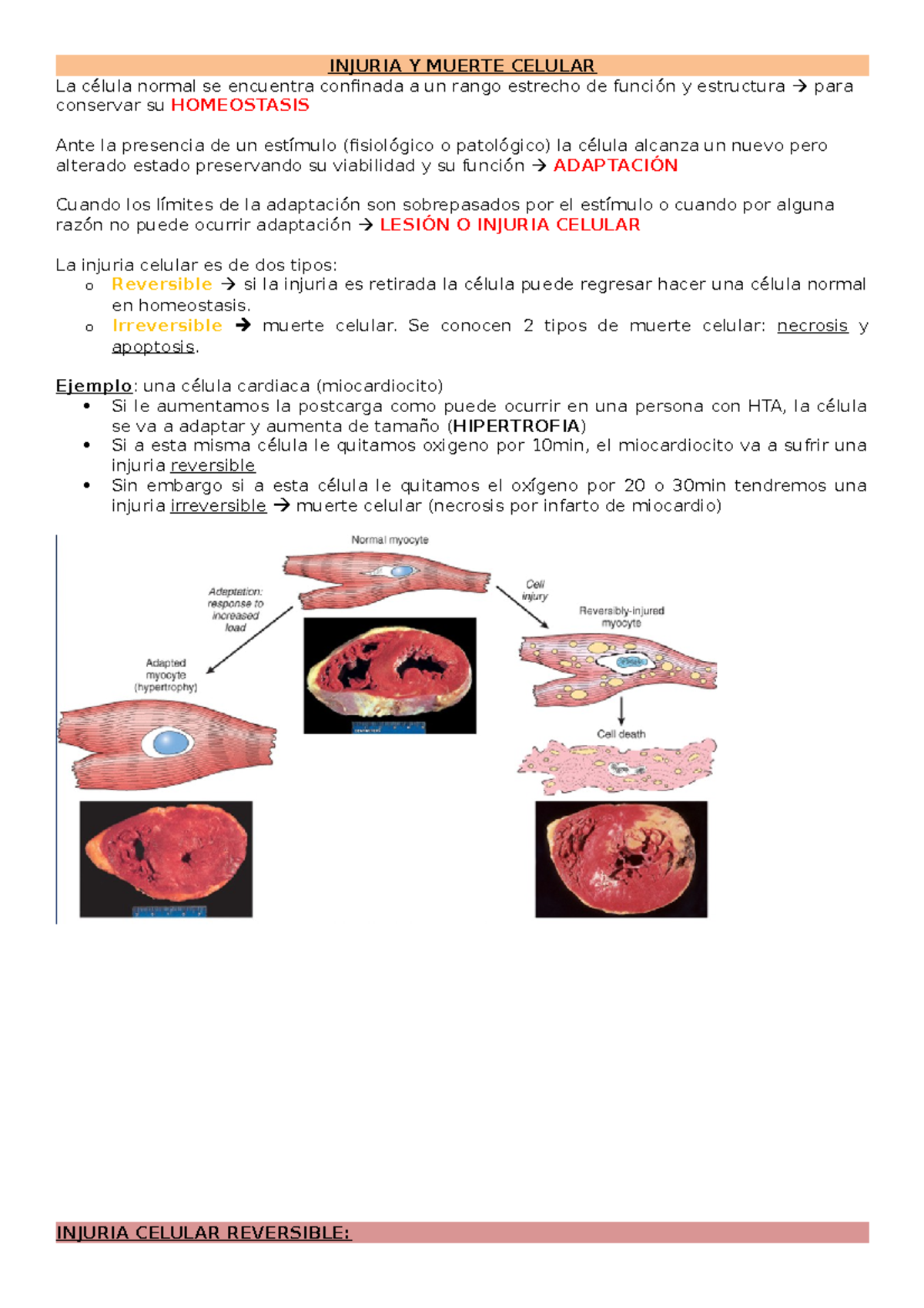 S2- Injuria y muerte celular - INJURIA Y MUERTE CELULAR La célula ...