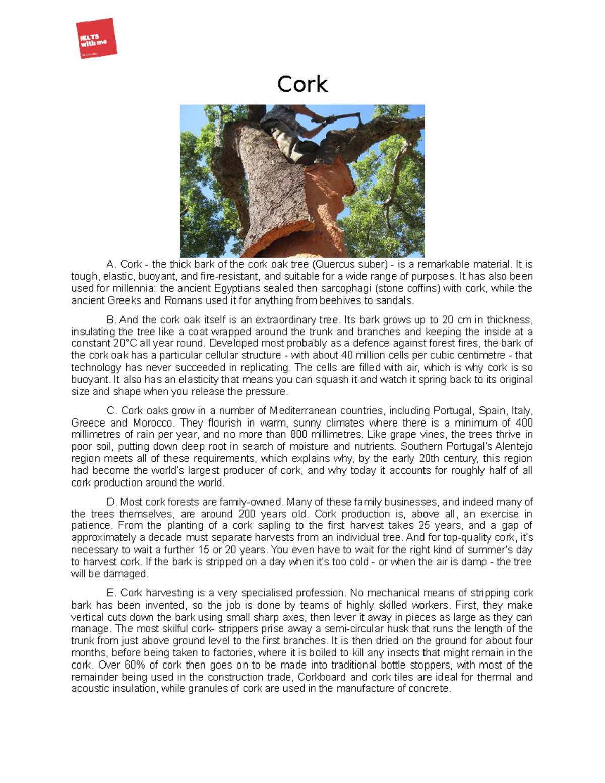 Cork Extra reading 1 Foundation - Cork A. Cork - the thick bark of the ...