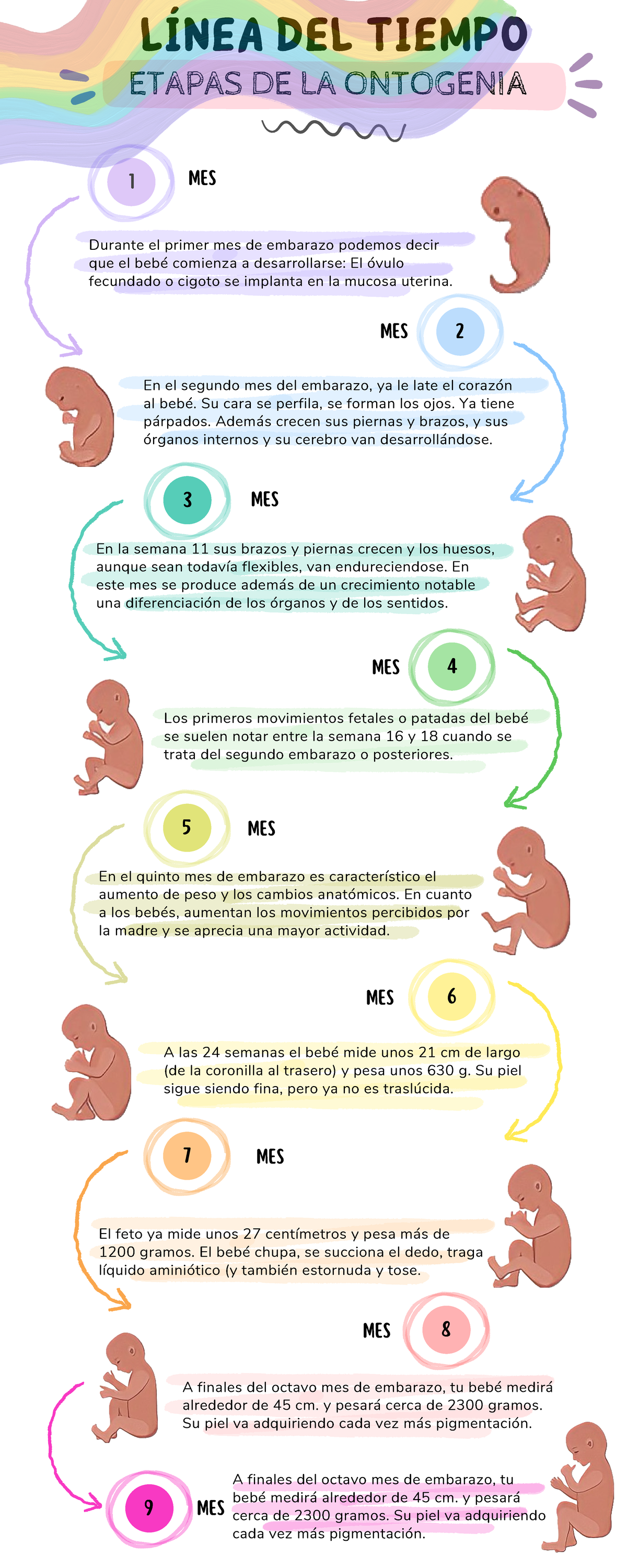 Linea DEL Tiempo - Ontogenia - 1 5 3 7 2 6 4 8 MES LÍNEA DEL TIEMPO ...