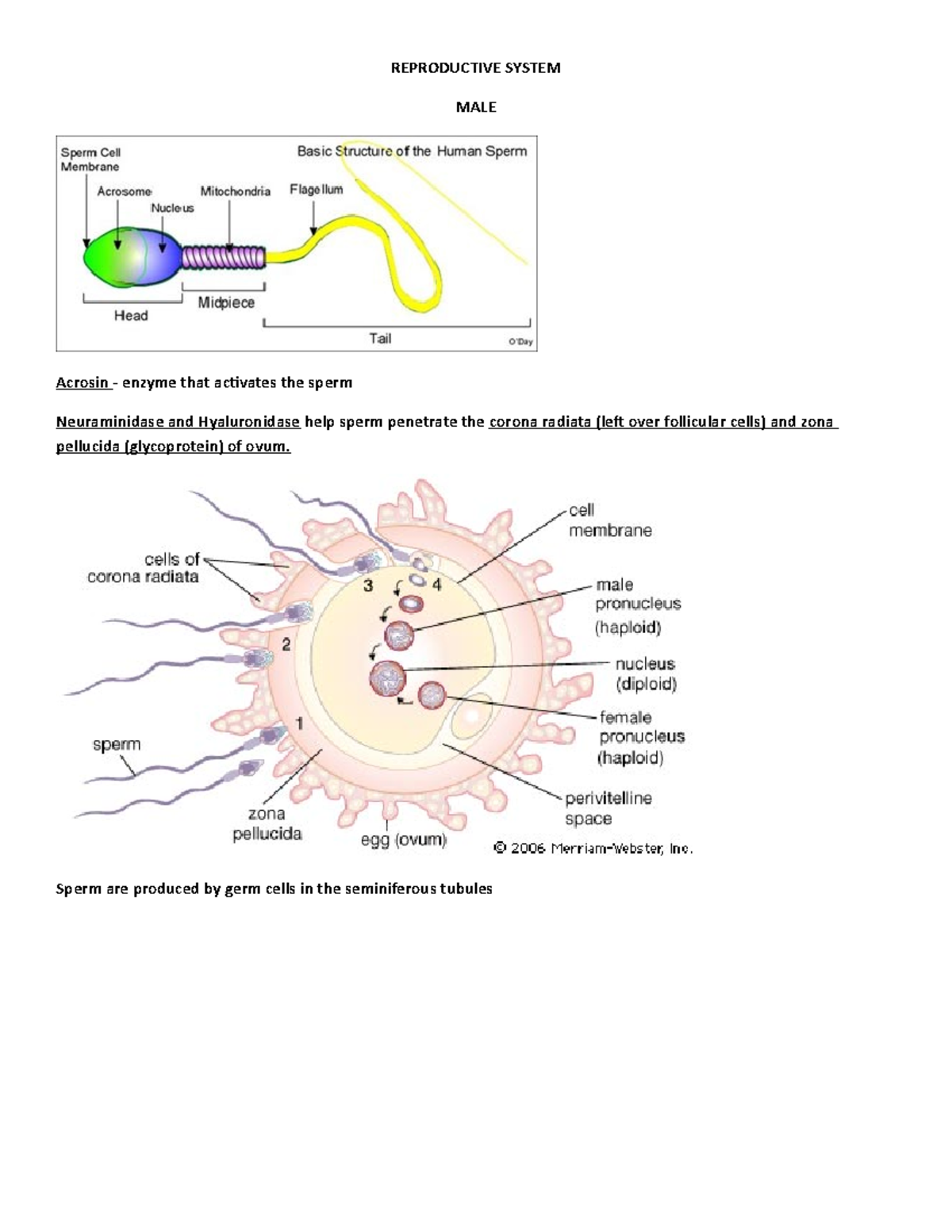 Reproduction - repro men and women - REPRODUCTIVE SYSTEM MALE Acrosin ...