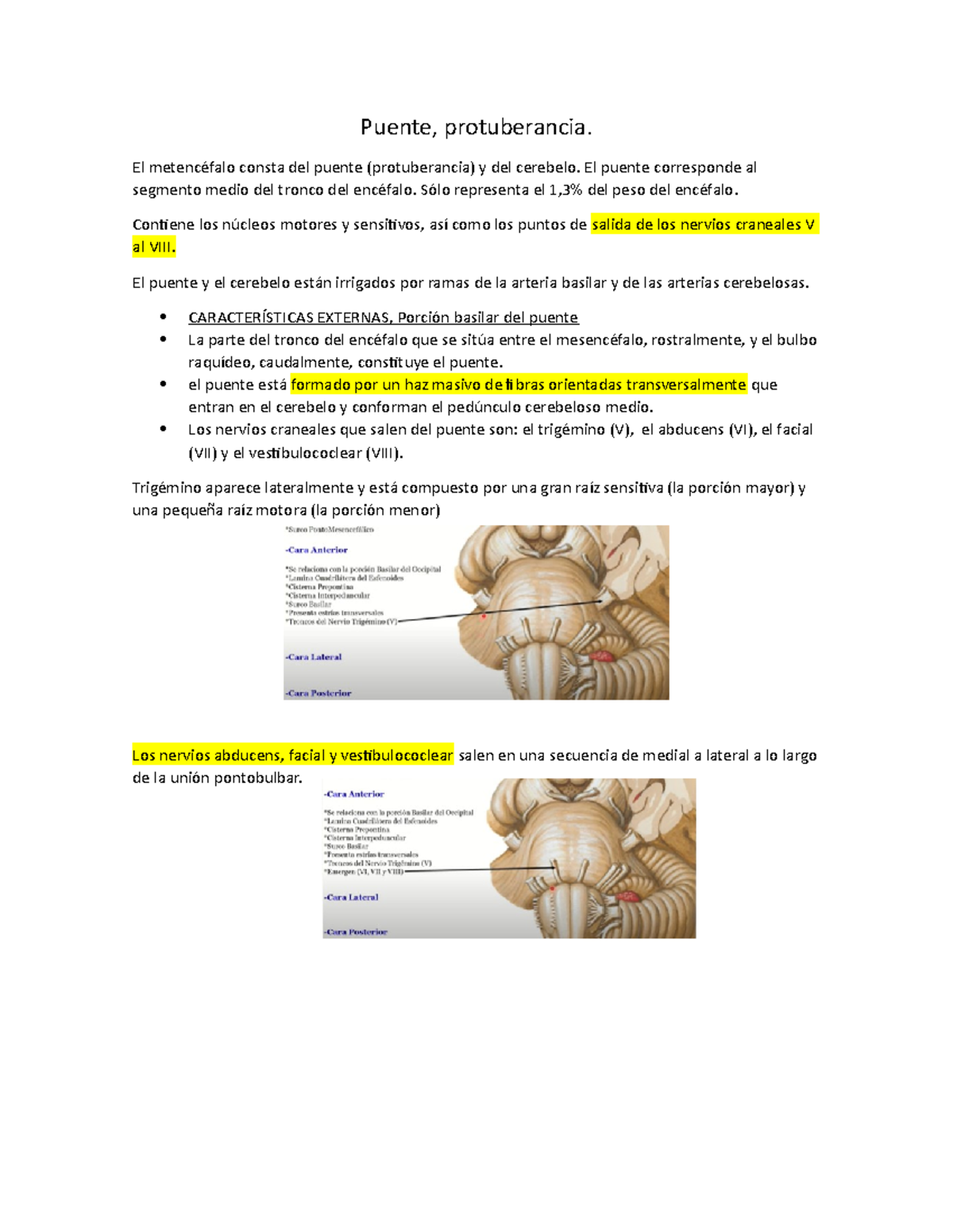 Puente - Neuro - Puente, protuberancia. El metencéfalo consta del ...