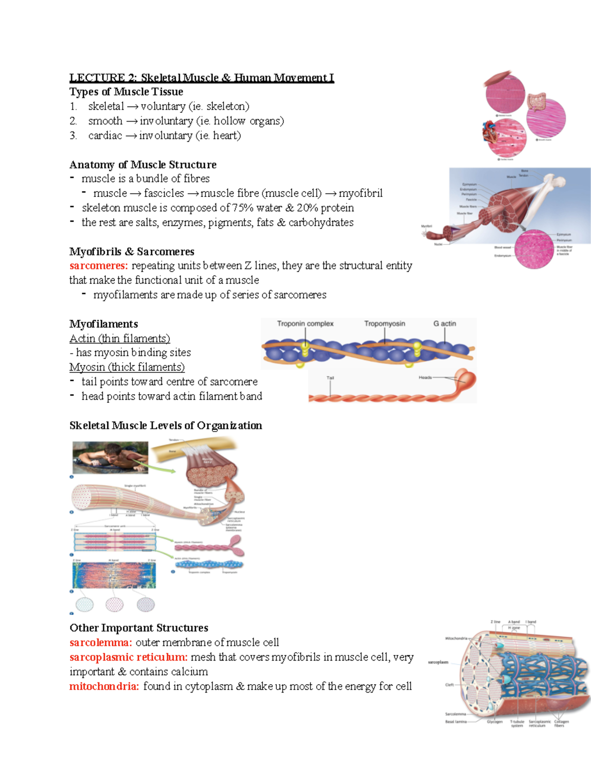 KIN 2230 - Lecture 1 - notes - LECTURE 2: Skeletal Muscle & Human ...
