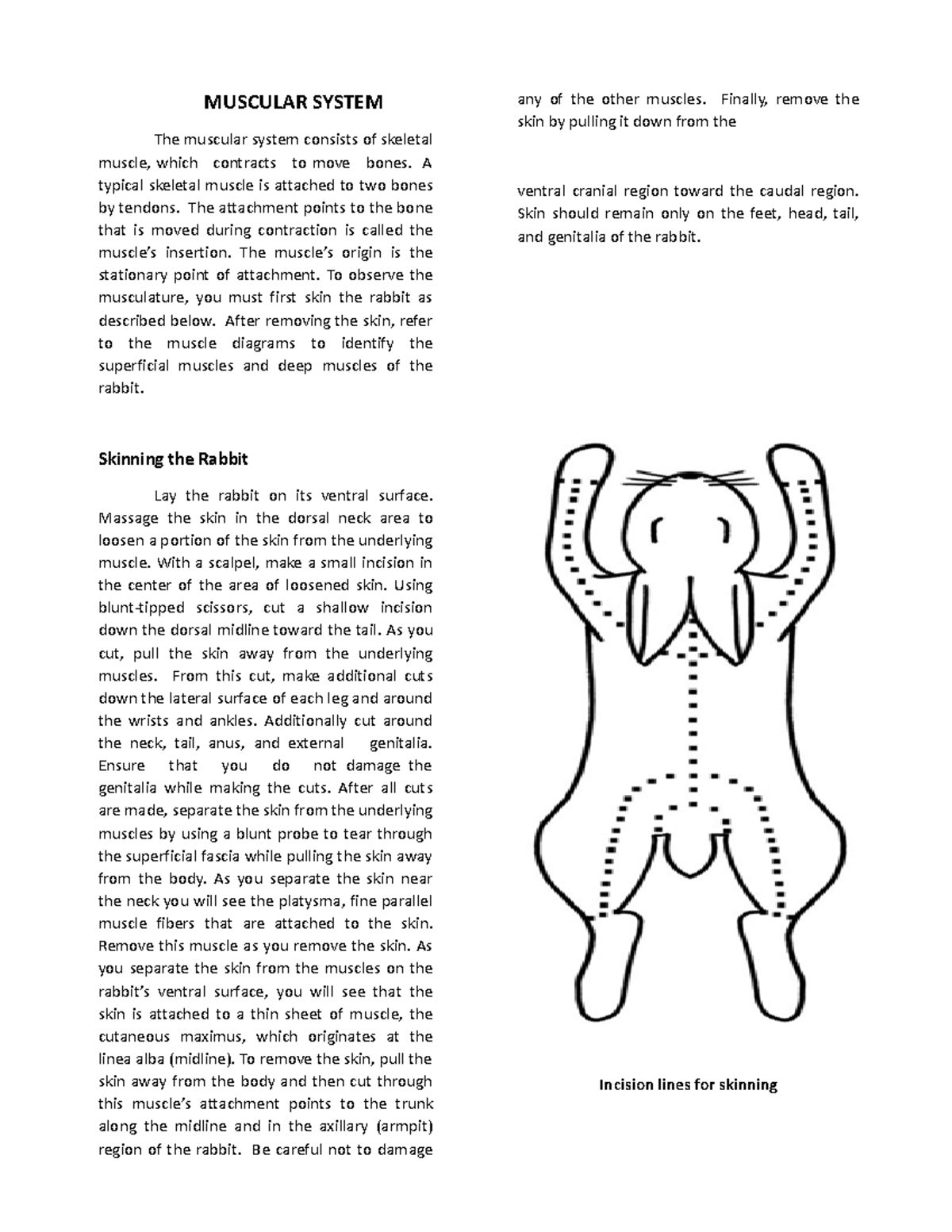 Muscular-System-of-Rabbit - MUSCULAR SYSTEM The muscular system ...