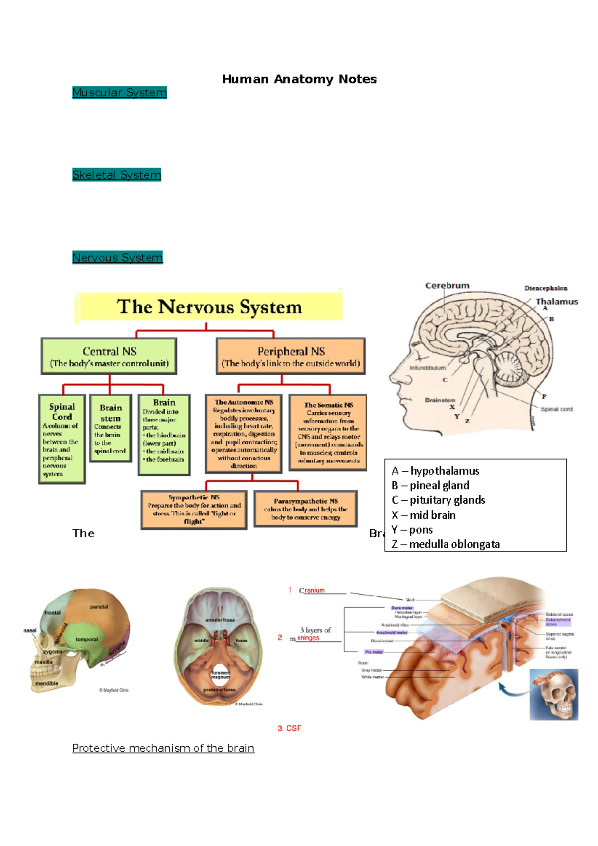 Human Anatomy Notes pt. 1 - Human Anatomy Notes Muscular System ...