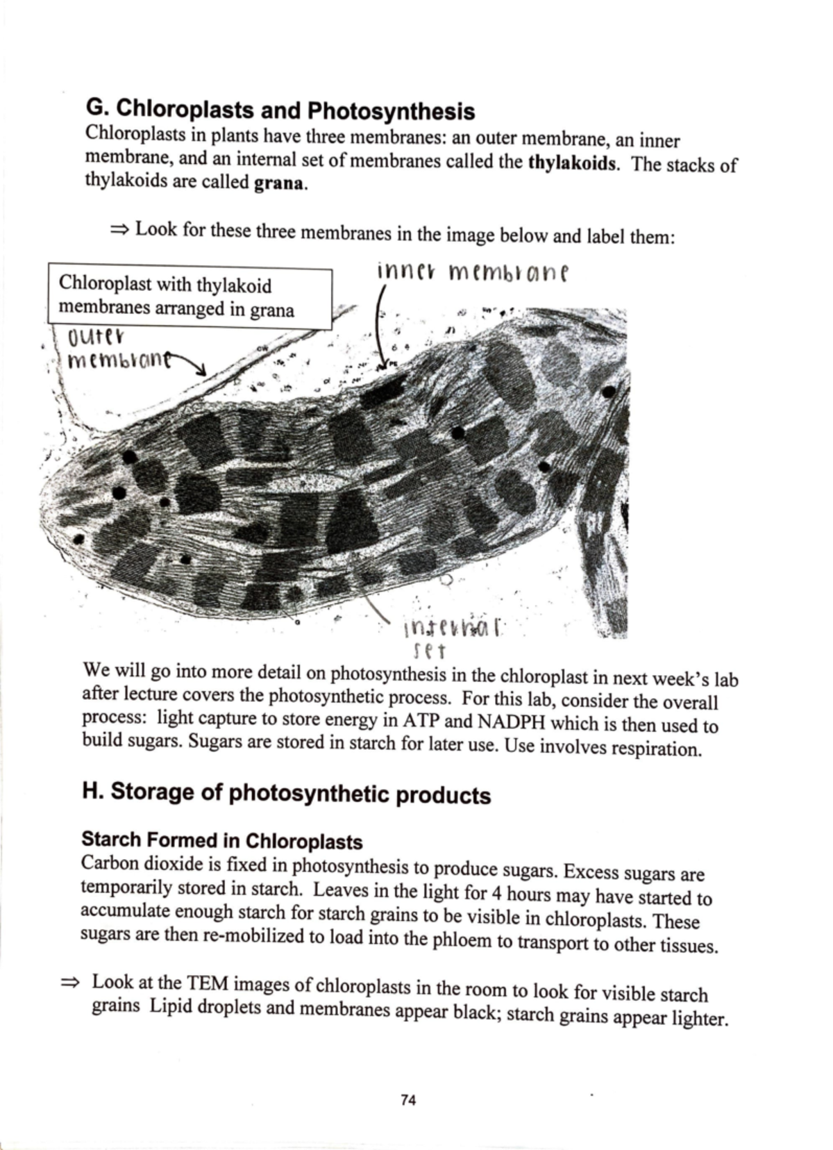 Lab 4: Organelles, metabolism, and storage - G. Chloroplasts and ...