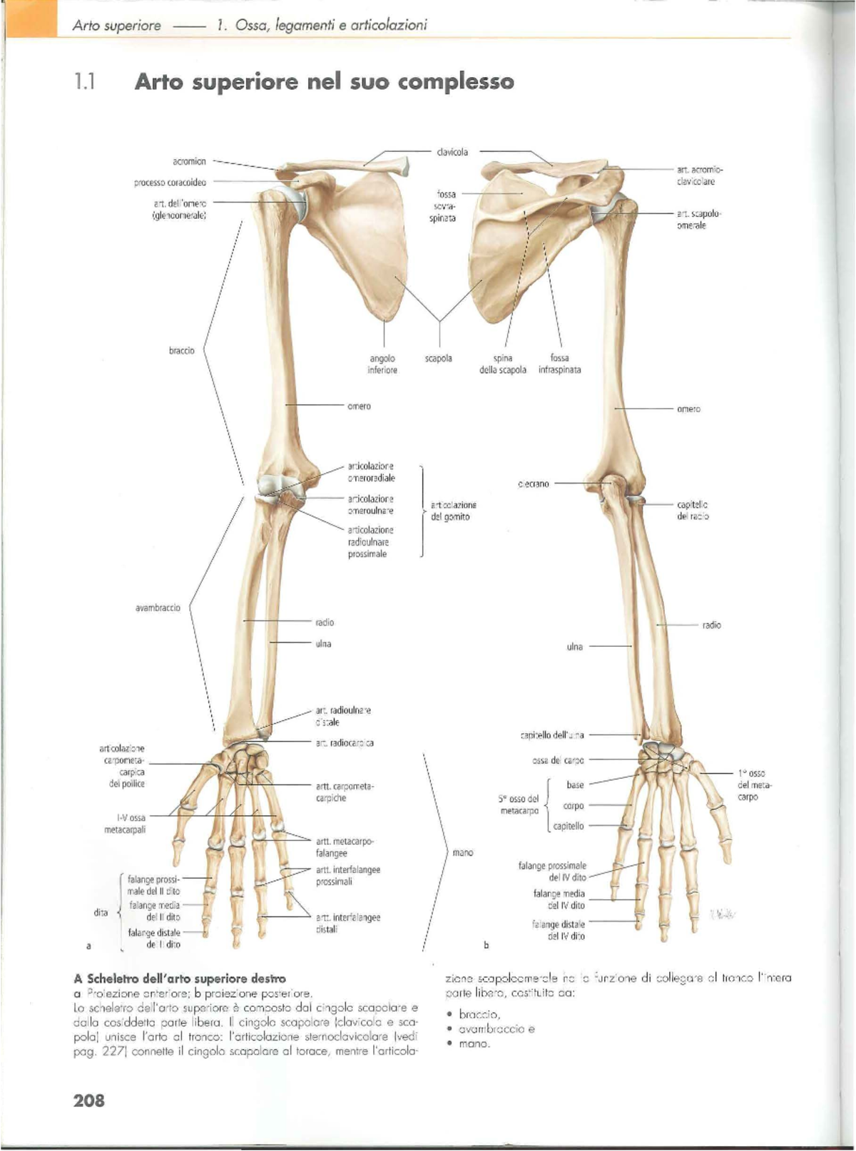 Osteo-articolare arto superiore - Arto superiore - 7. Ossa, legamenti e articolazioni 1 Arto ...