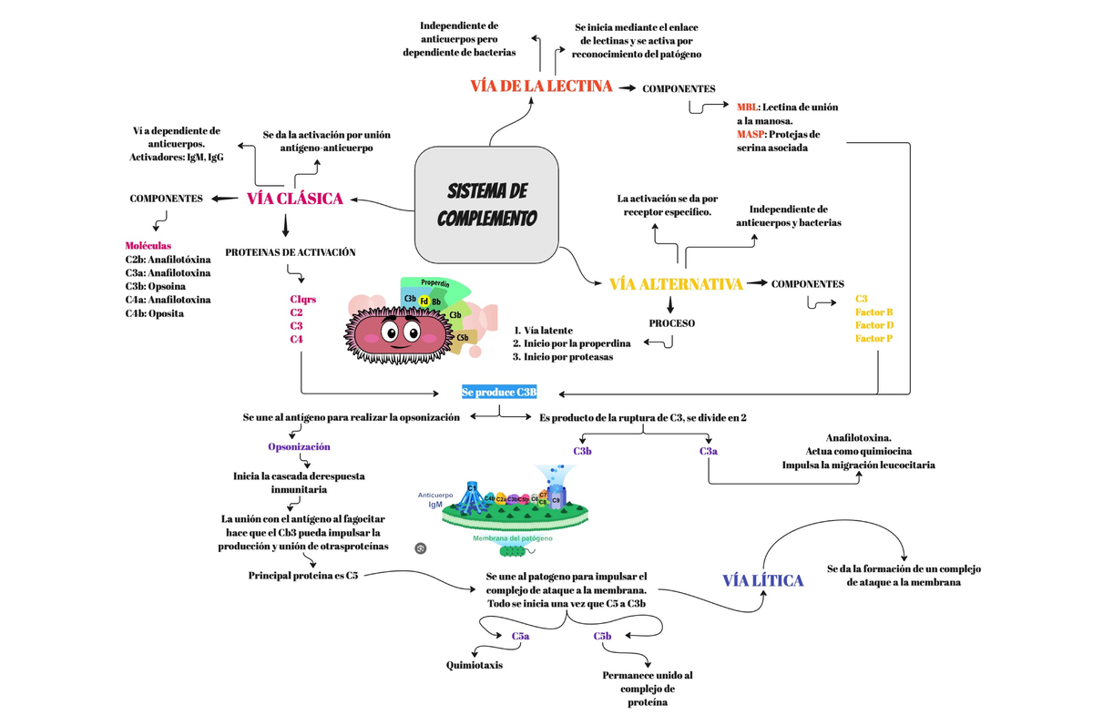 Mapa mental:Sistema de complemento - Inmunología - Studocu