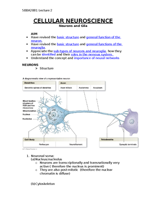 Cranial nerves lecture neuroscience - Organisa琀椀on and func琀椀on of ...