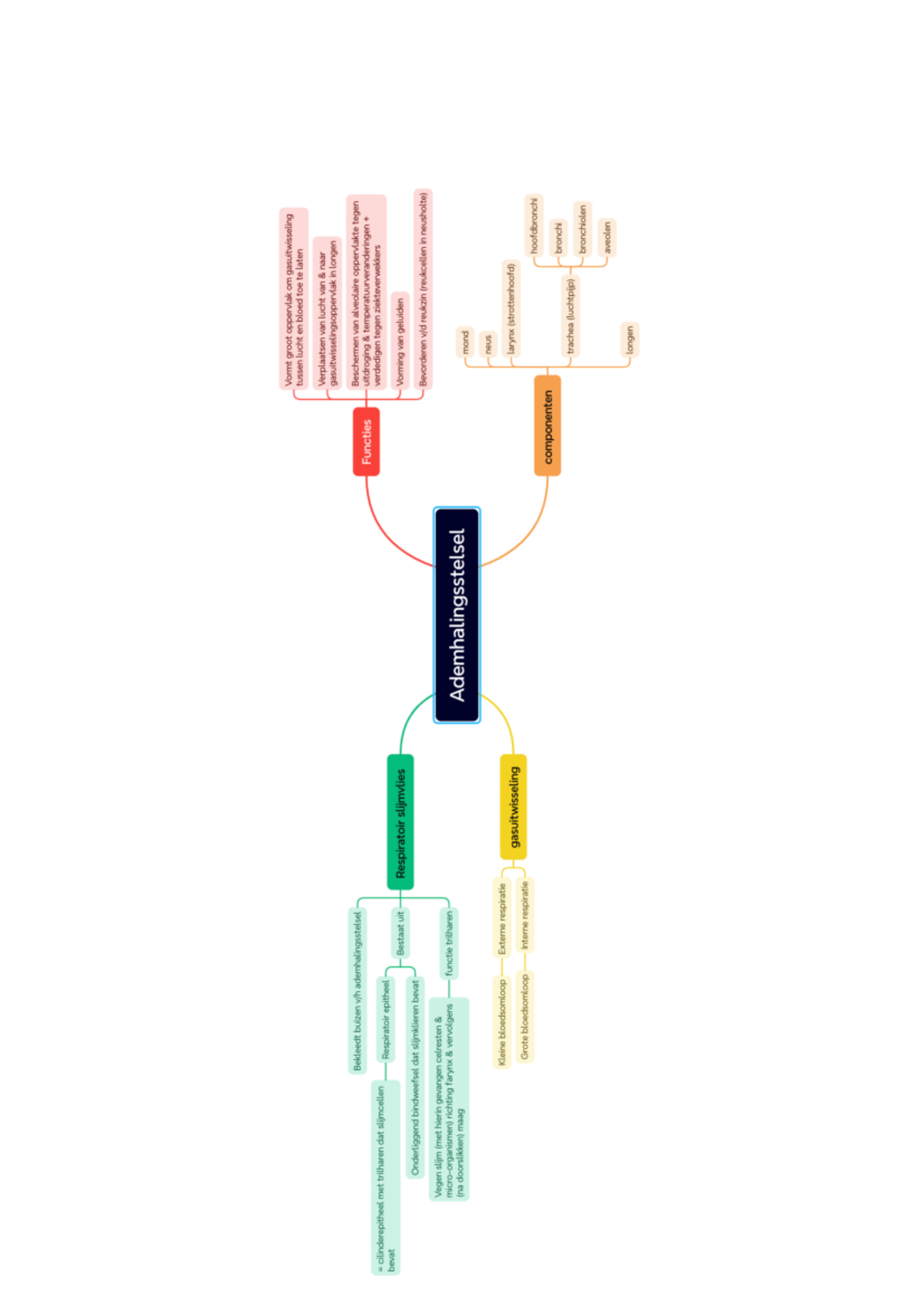 Ademhalingsstelsel Mindmap - Anatomie - Studocu