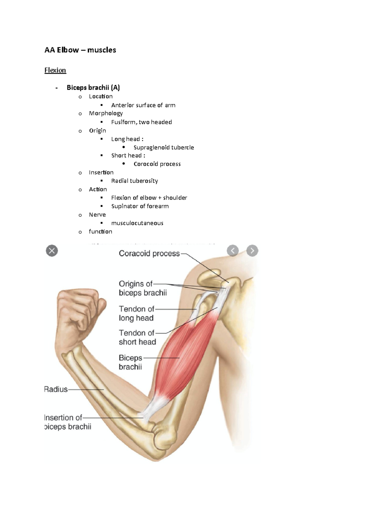 Applied anatomy Elbow muscles - AA Elbow – muscles Flexion - Biceps ...