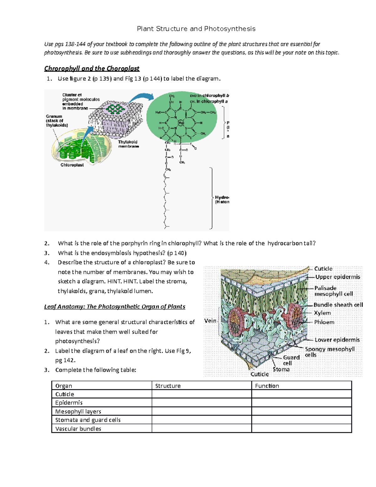 Plant structure - Copy - Plant Structure and Photosynthesis Use pgs 138 ...