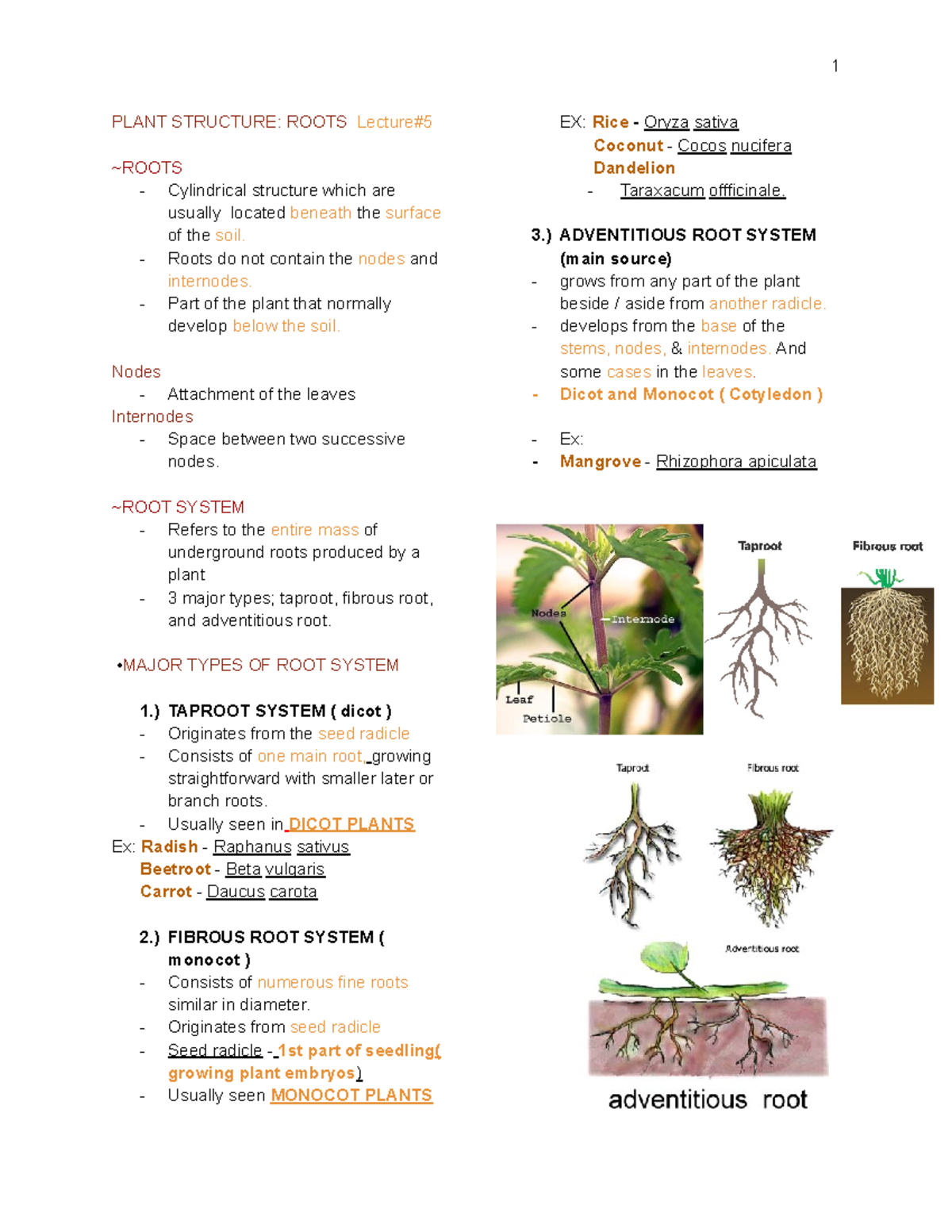 Roots - free reviewer - PLANT STRUCTURE: ROOTS Lecture# ~ROOTS - Cylindrical structure which are ...