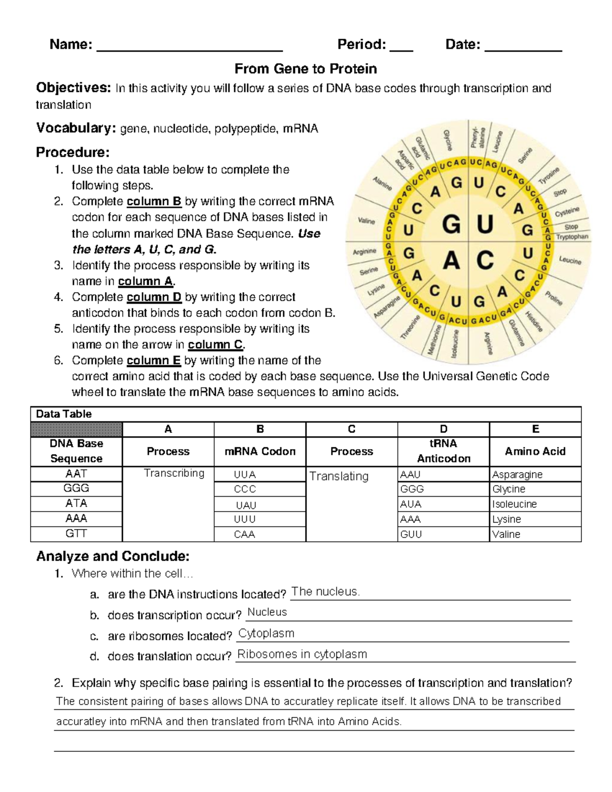 From Gene to Protein - Name: ________________________ Period: ___ Date ...