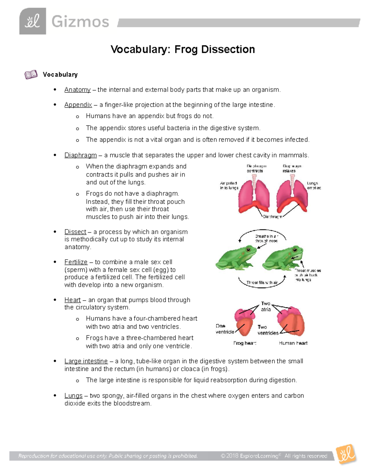 Frog Dissection Vocab - answer key - 2018 Vocabulary: Frog Dissection ...