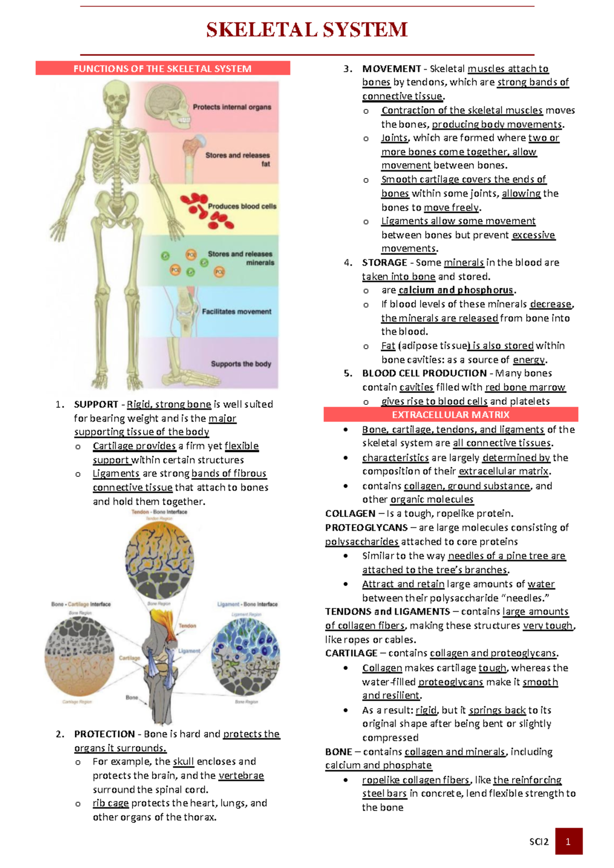 5 Skeletal System - aaa - FUNCTIONS OF THE SKELETAL SYSTEM SUPPORT ...