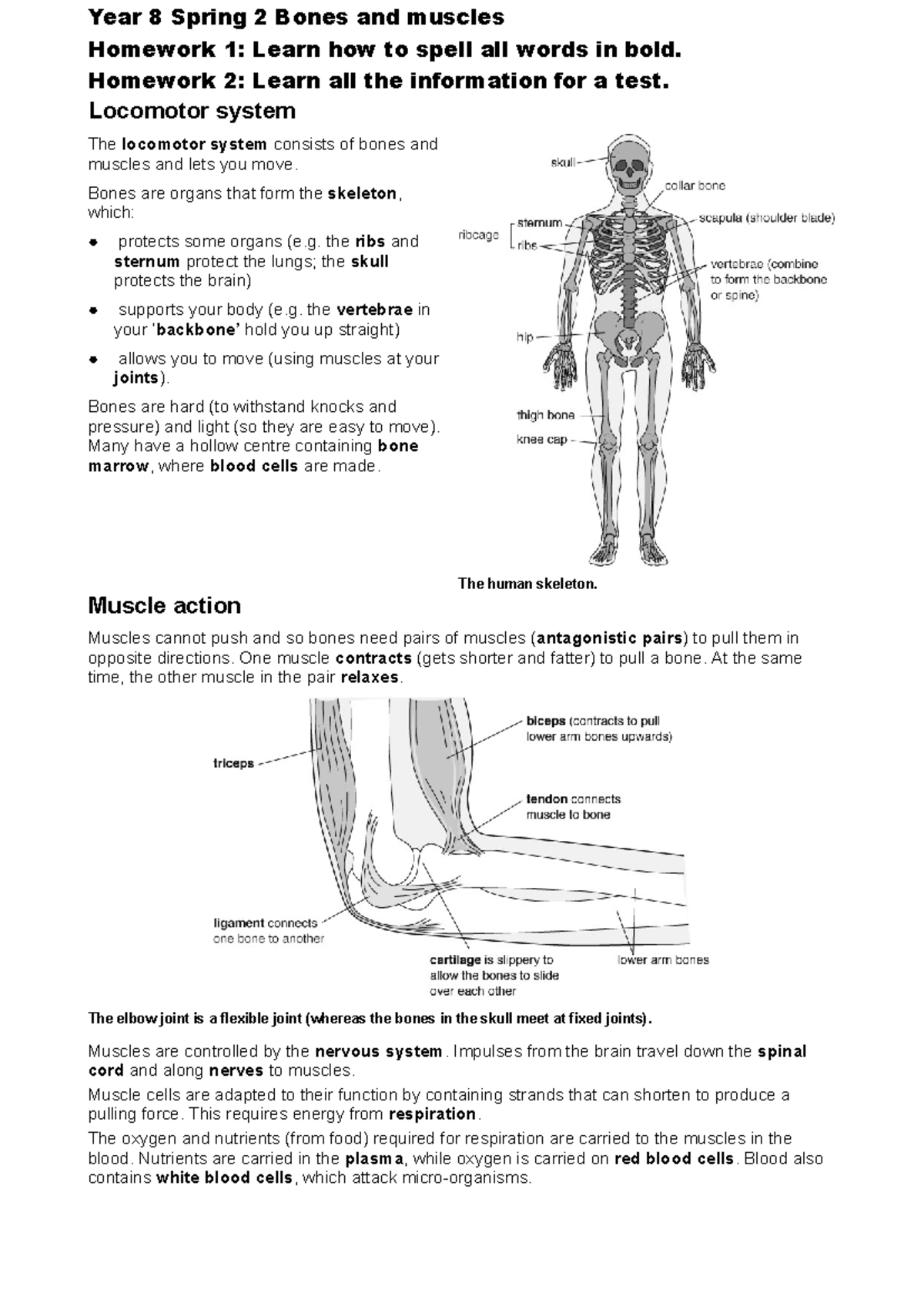 Bones and joints - Year 8 Spring 2 Bones and muscles Homework 1: Learn ...