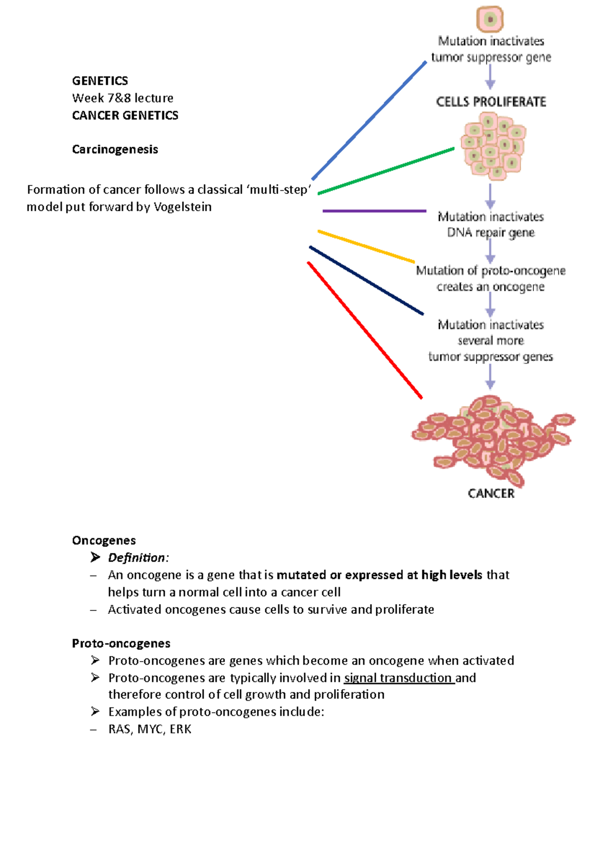 Applied genetics c Ancer Genetics - GENETICS Week 7&8 lecture CANCER ...