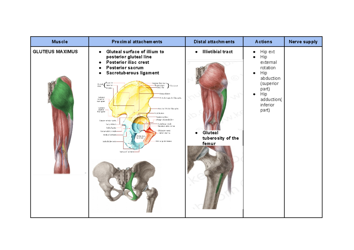 Muscle Table - Muscle Proximal attachements Distal attachments Actions ...