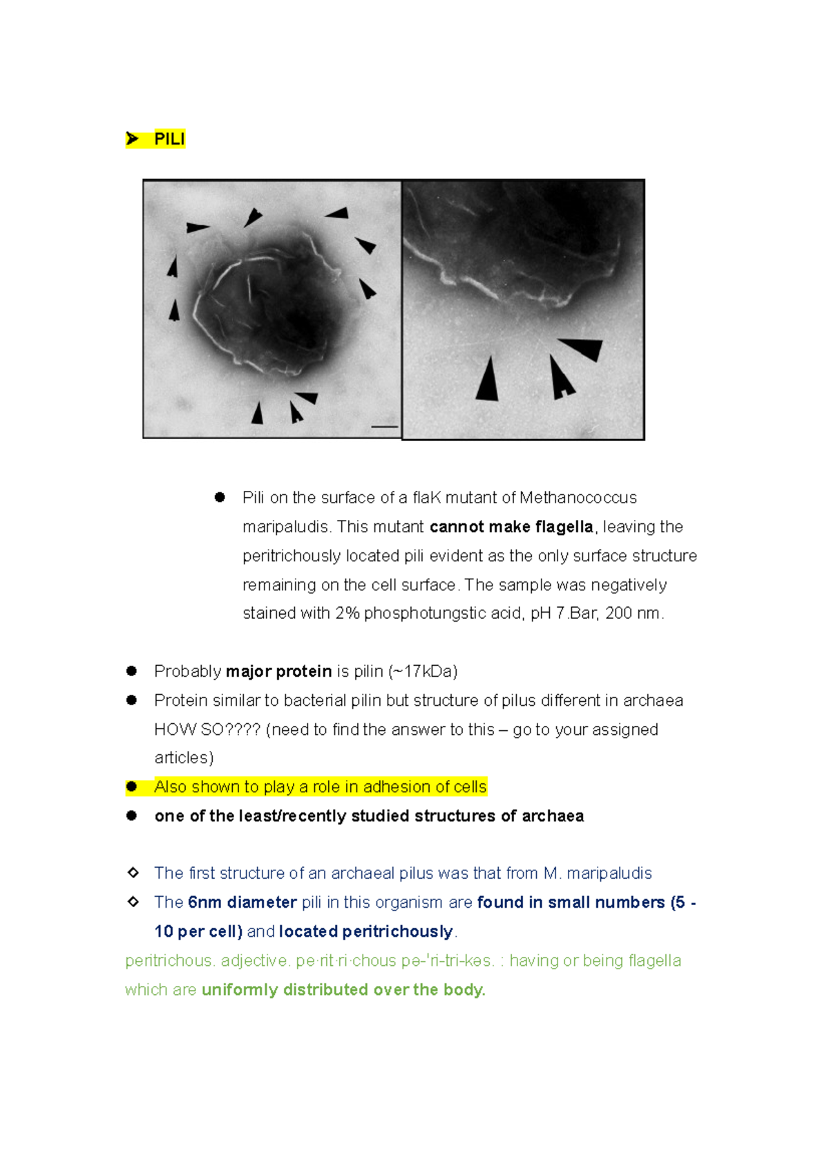 PILI - tube-like structure of archaea - PILI Pili on the surface of a ...
