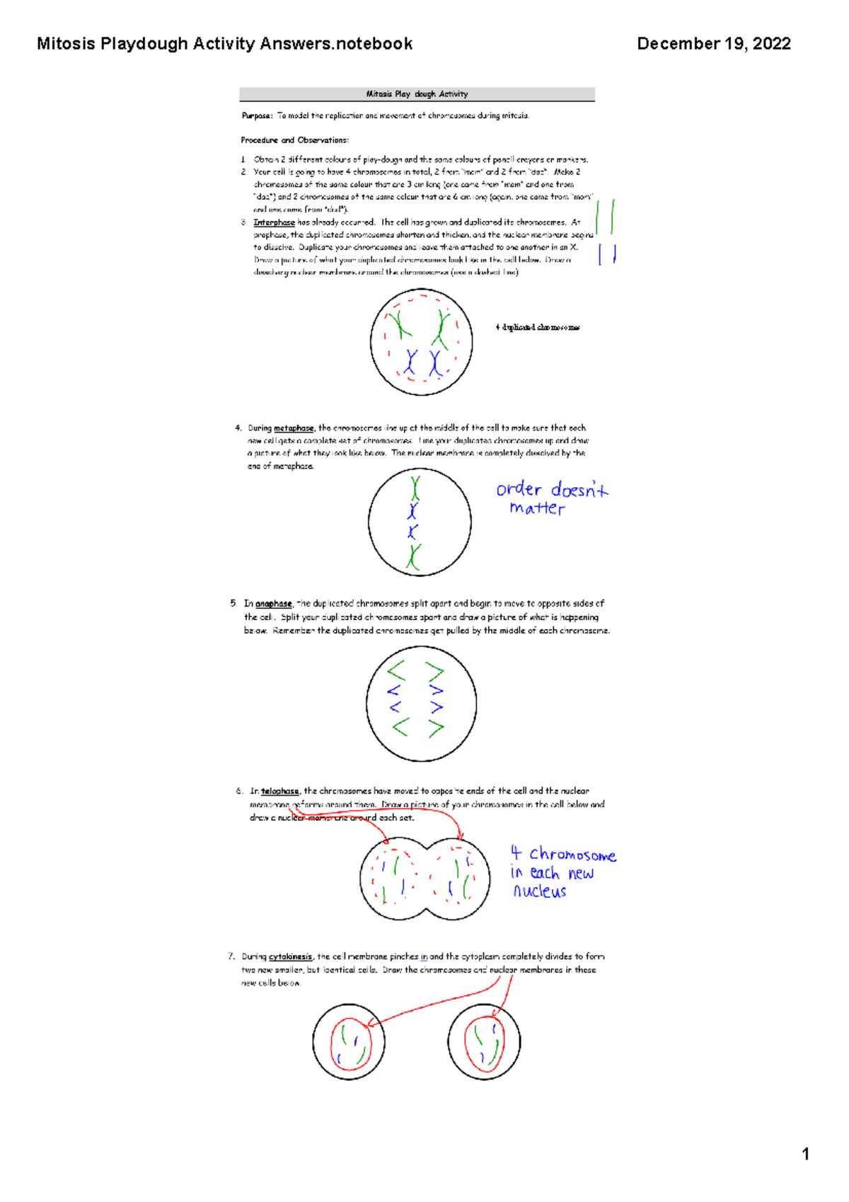Mitosis Playdough Activity Answers - Mitosis Playdough Activity Answers ...