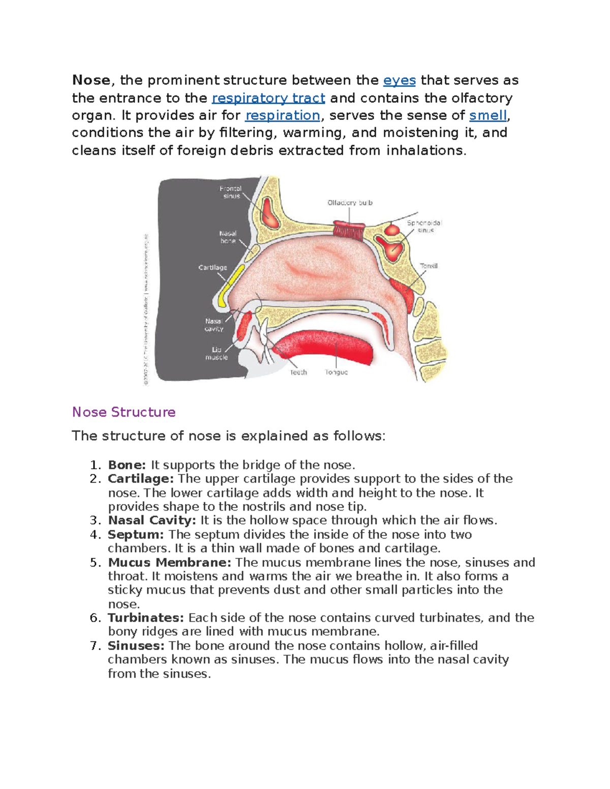 Nose - nose - Nose , the prominent structure between the eyes that ...
