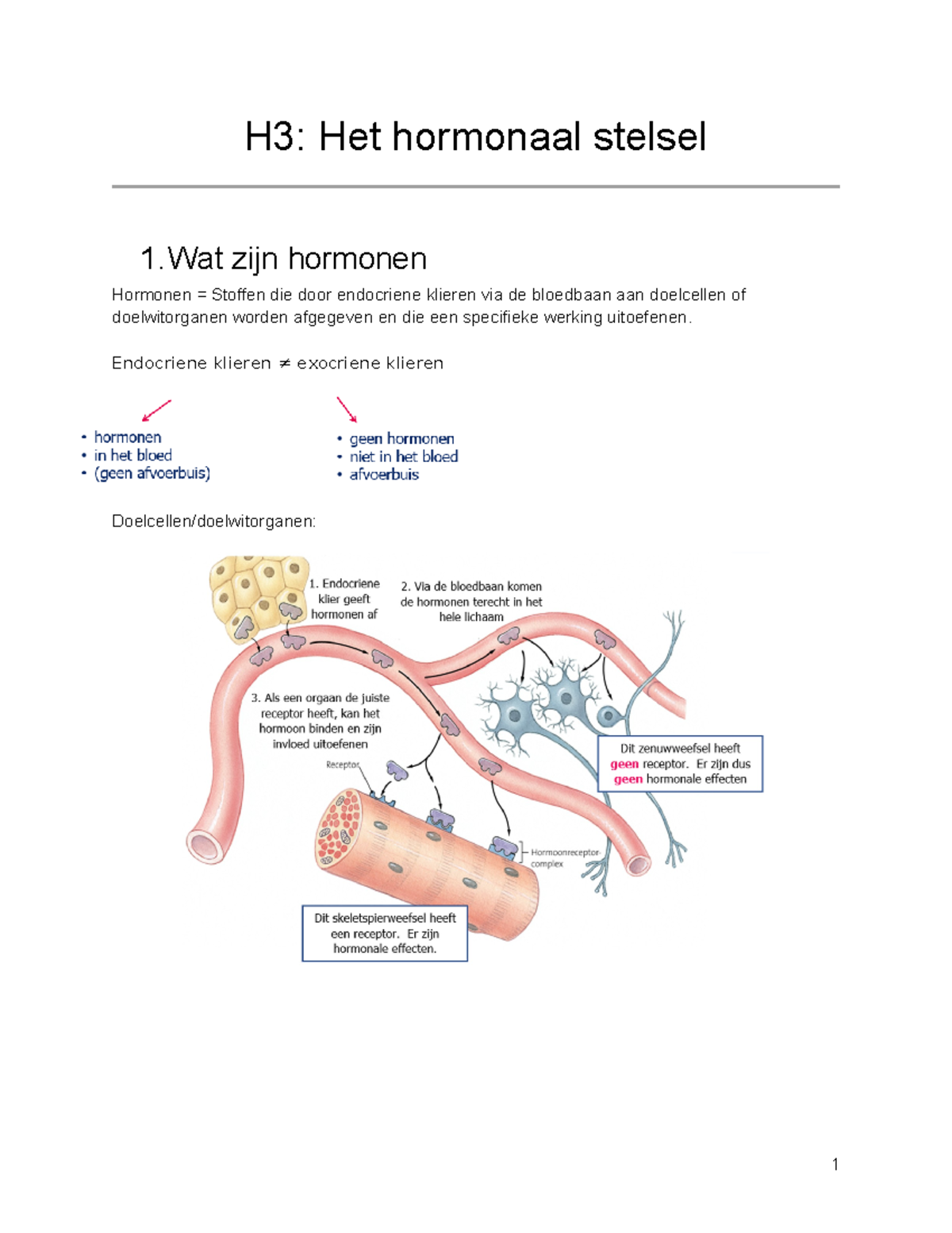 H3 Het hormonaal stelsel - Endocriene klieren ≠ exocriene klieren ...