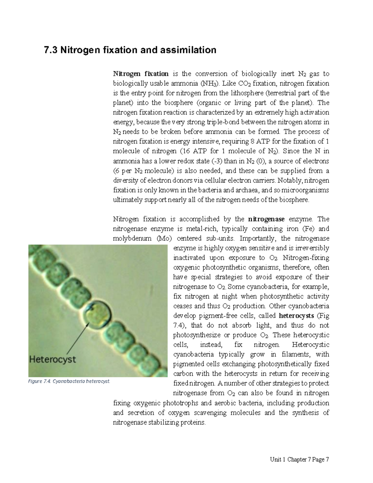 Chapter 7-page7 - Unit 1 Chapter 7 Page 7 7 .3 Nitrogen fixation and ...
