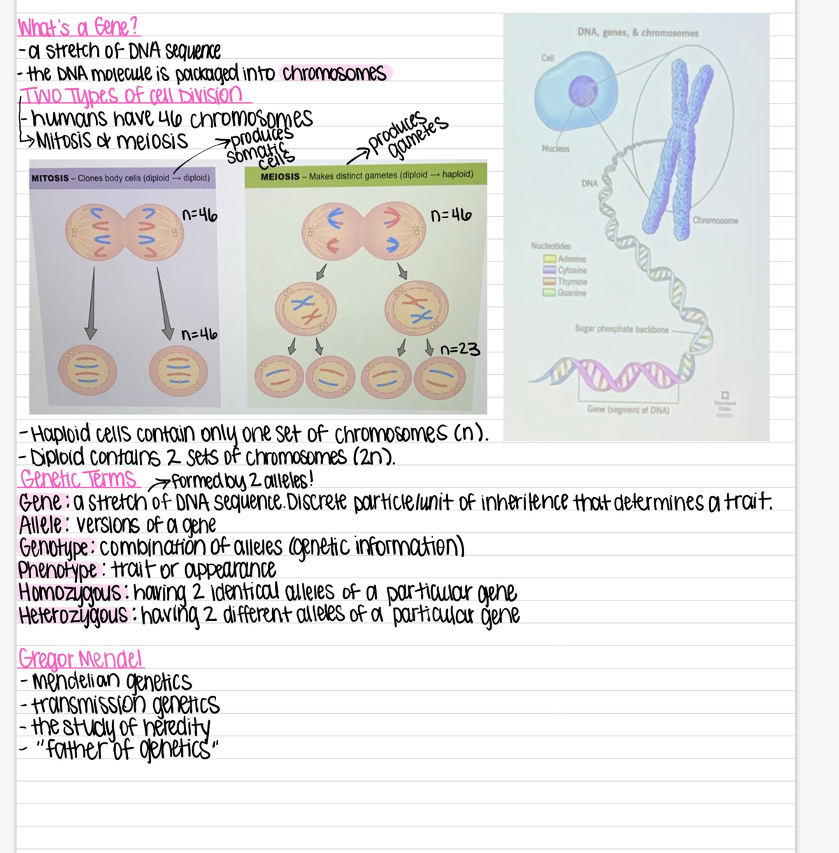 IMG 0800 - Dr. Rania Rizk: General Genetics- Chapter 1-2 Notes - BIOL ...