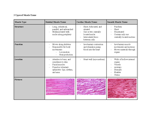 Chapter 10 Muscle Tissue and Organization - Chapter 10 Muscle Tissue ...