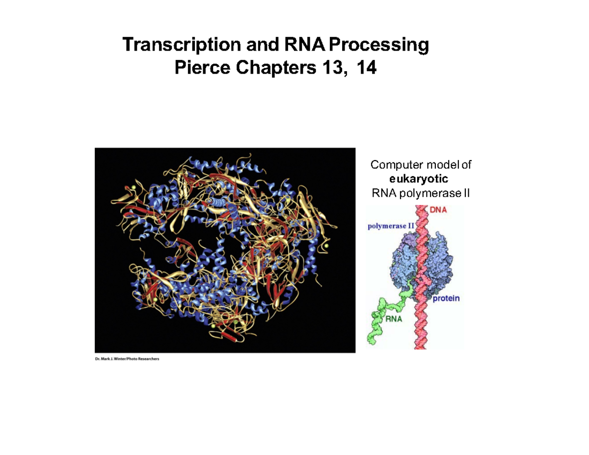 MBG2040 W24 - Transcription & RNA Modifications - Transcription and RNA ...