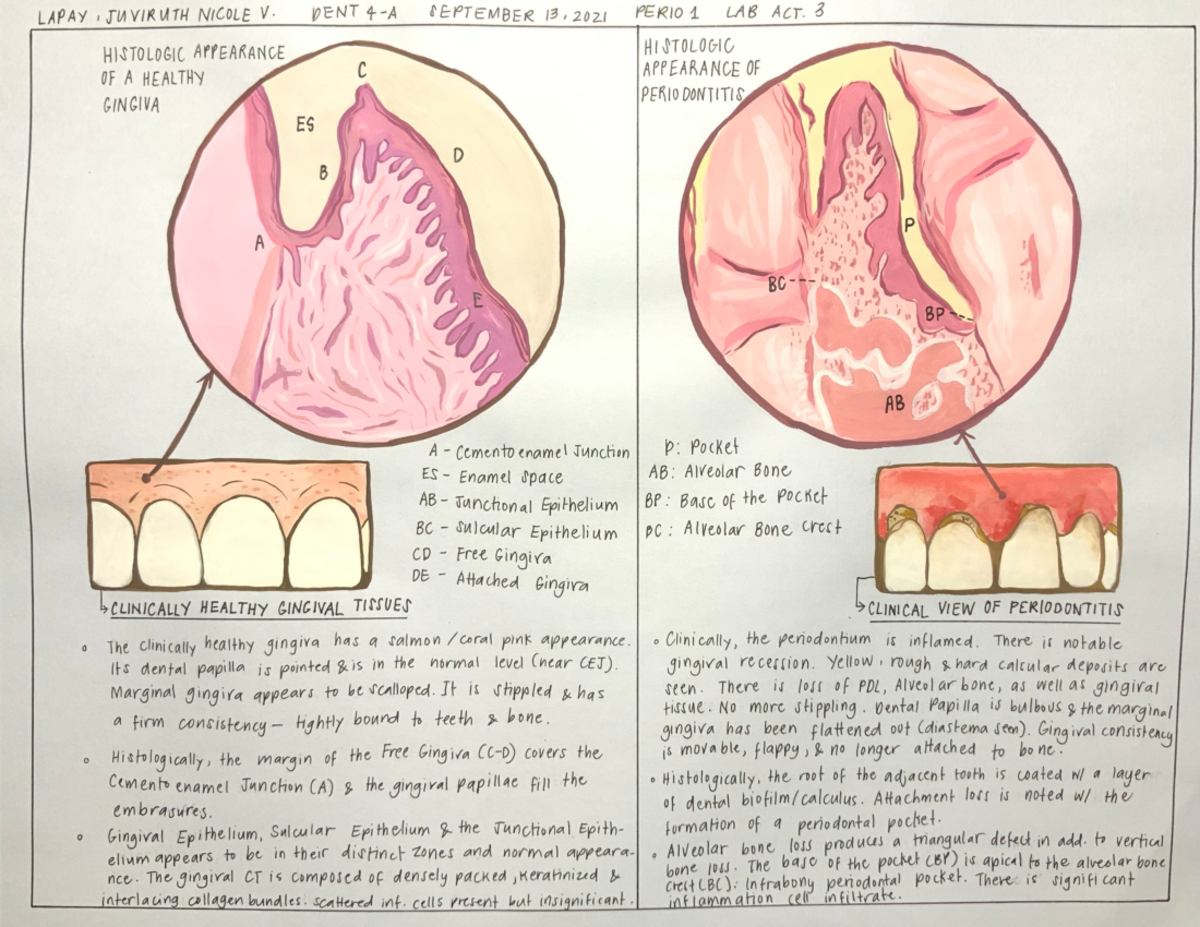 Perio 1-Lab3-Perio Diseases Patho - dental medicine - Studocu