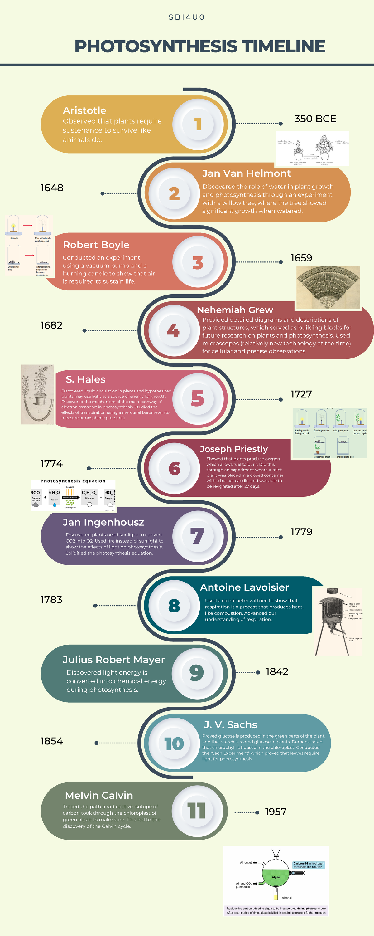 Photosynthesis timeline - PHOTOSYNTHESIS TIMELINE 350 BCE Aristotle ...