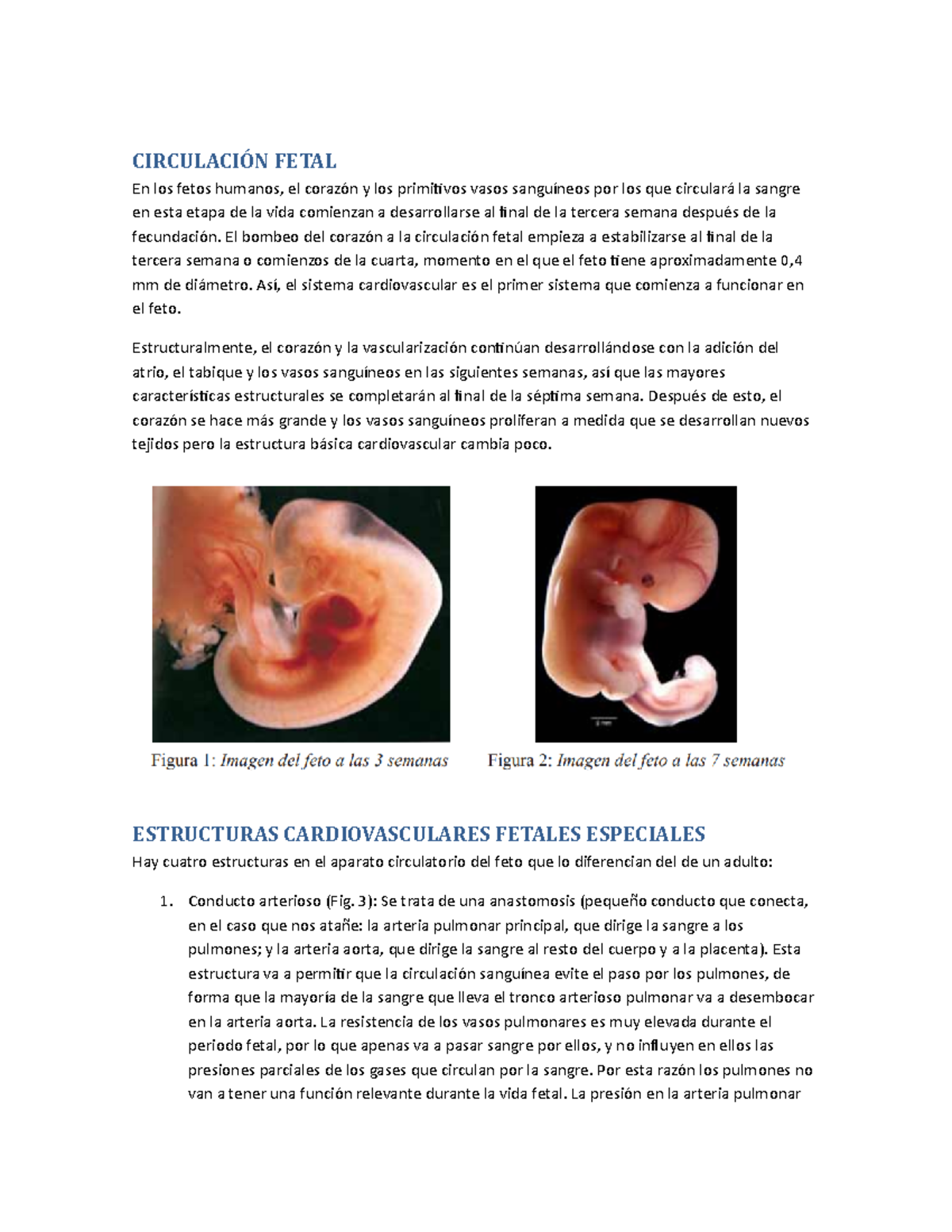 Circulación Fetal - CIRCULACIÓN FETAL En los fetos humanos, el corazón ...