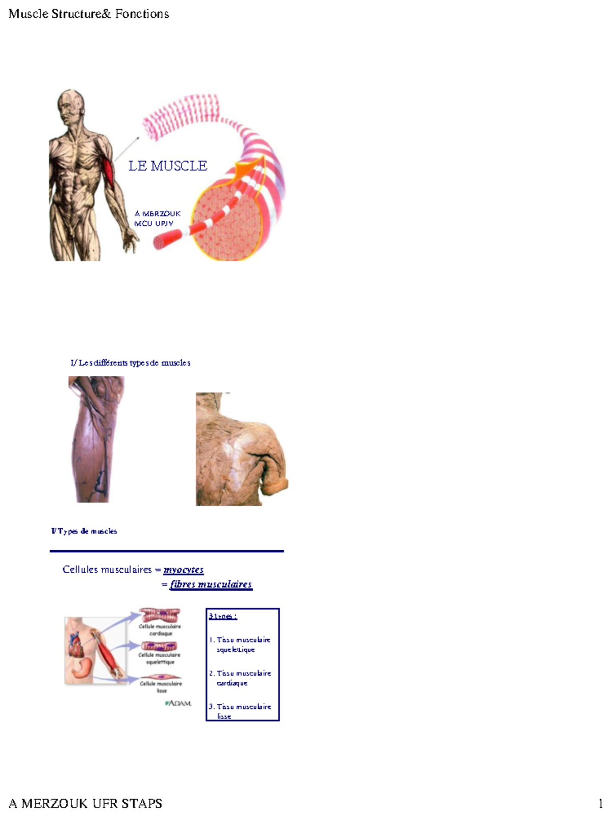 Livret n3 Muscle Poly Etud - I/ Types de muscles Cellules musculaires ...