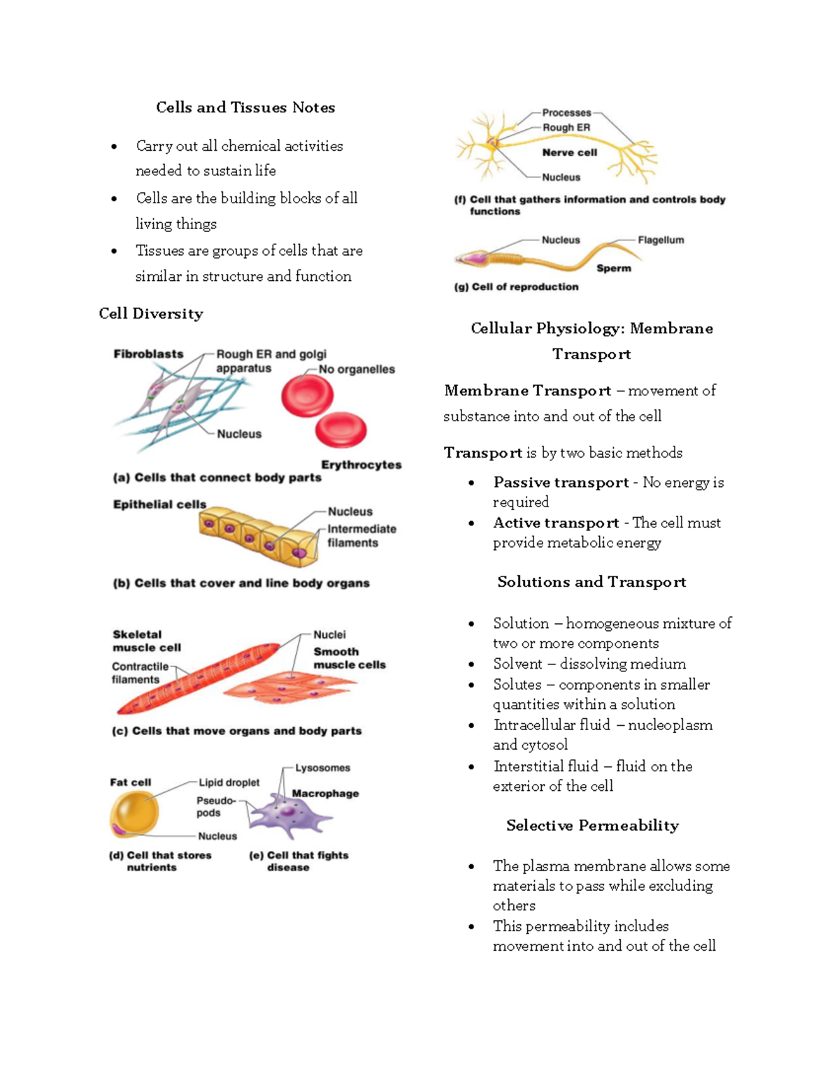 Cells and Tissues Notes - Studocu