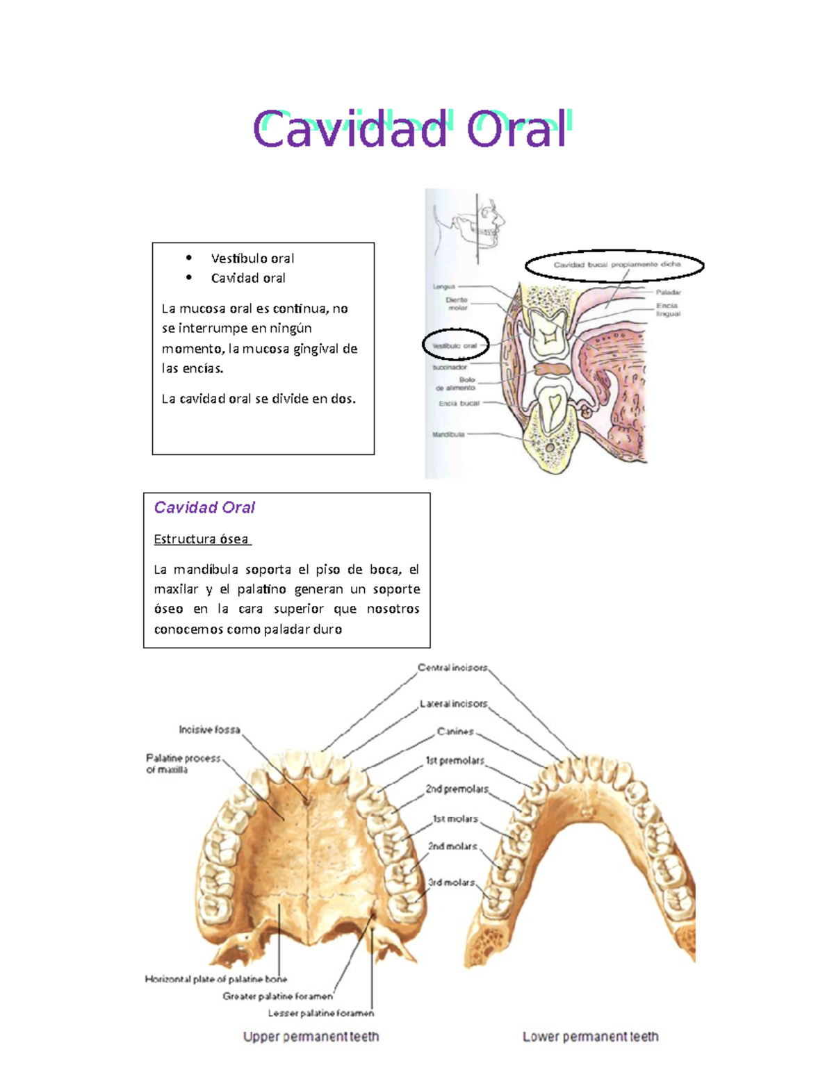 Apuntes sobre Cavidad Oral - Cavidad Oral Cavidad Oral Vestíbulo oral ...