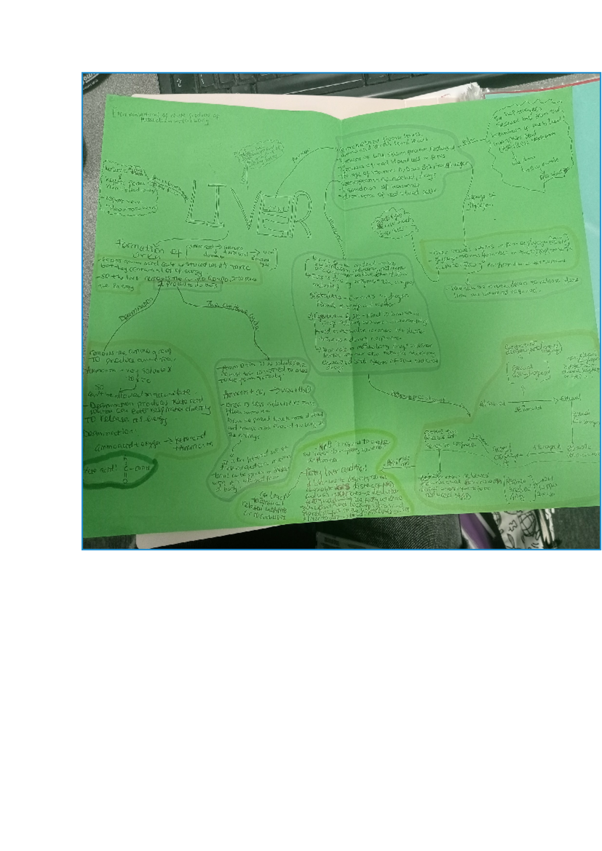 Liver Mind map - Excre: tion removal of waste products of Metabolism ...