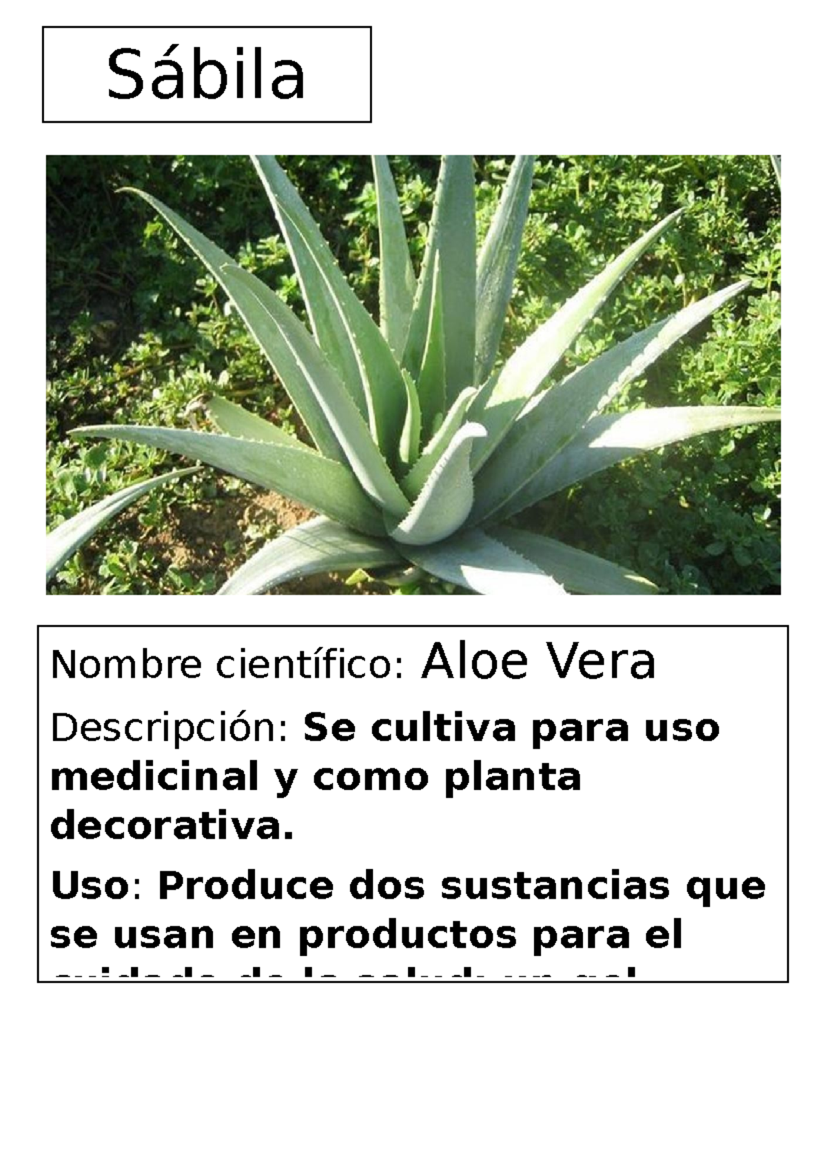 Herbario34056712 - Sábila Nombre científico: Aloe Vera Descripción: Se ...