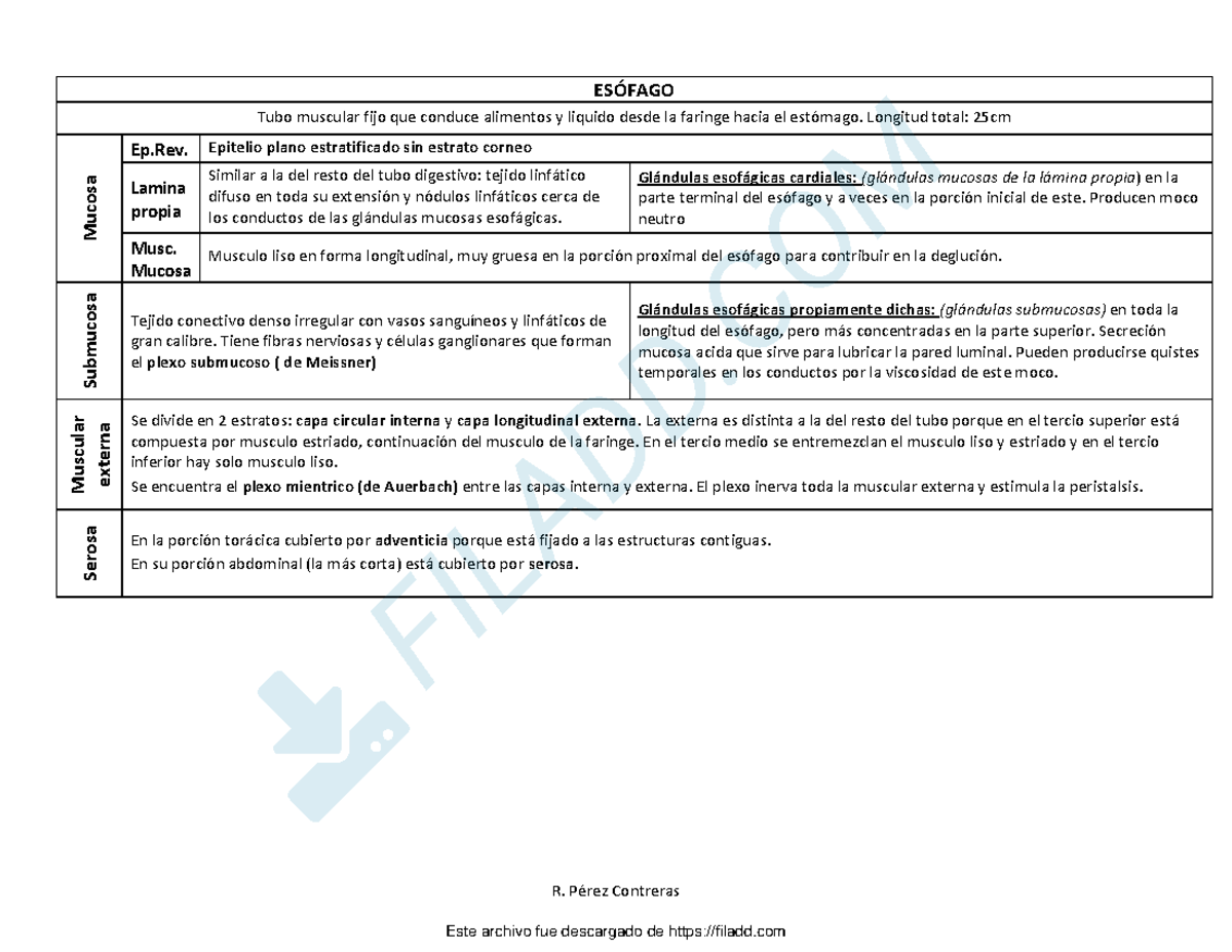Esofago Y TUBO Digestivo-RPC - Warning: TT: undefined function: 32 R. Pérez Contreras ESÓFAGO ...