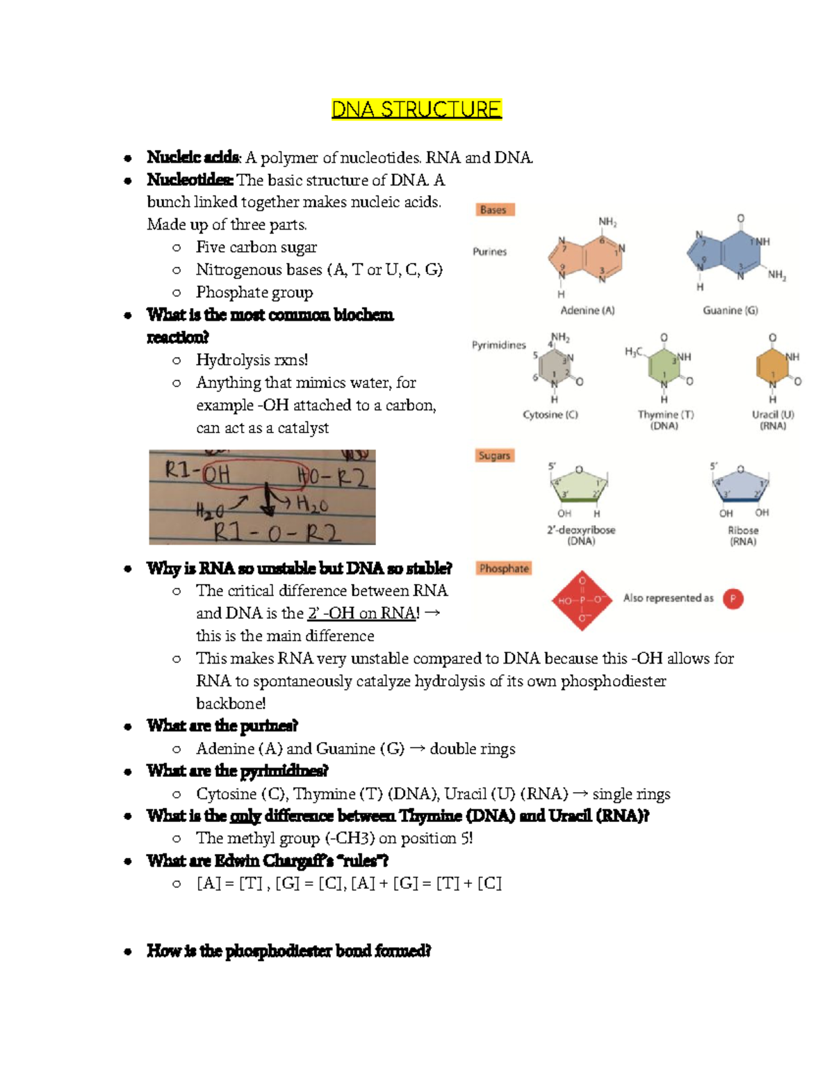M1 Study Guide - Lecture notes for midterm 1. - DNA STRUCTURE Nucleic ...