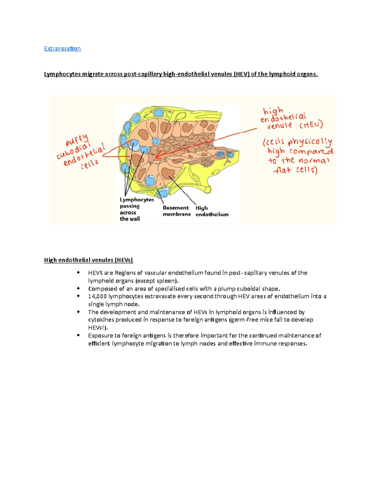 HEVS + diseases of extravasation - Extravasation Lymphocytes migrate ...