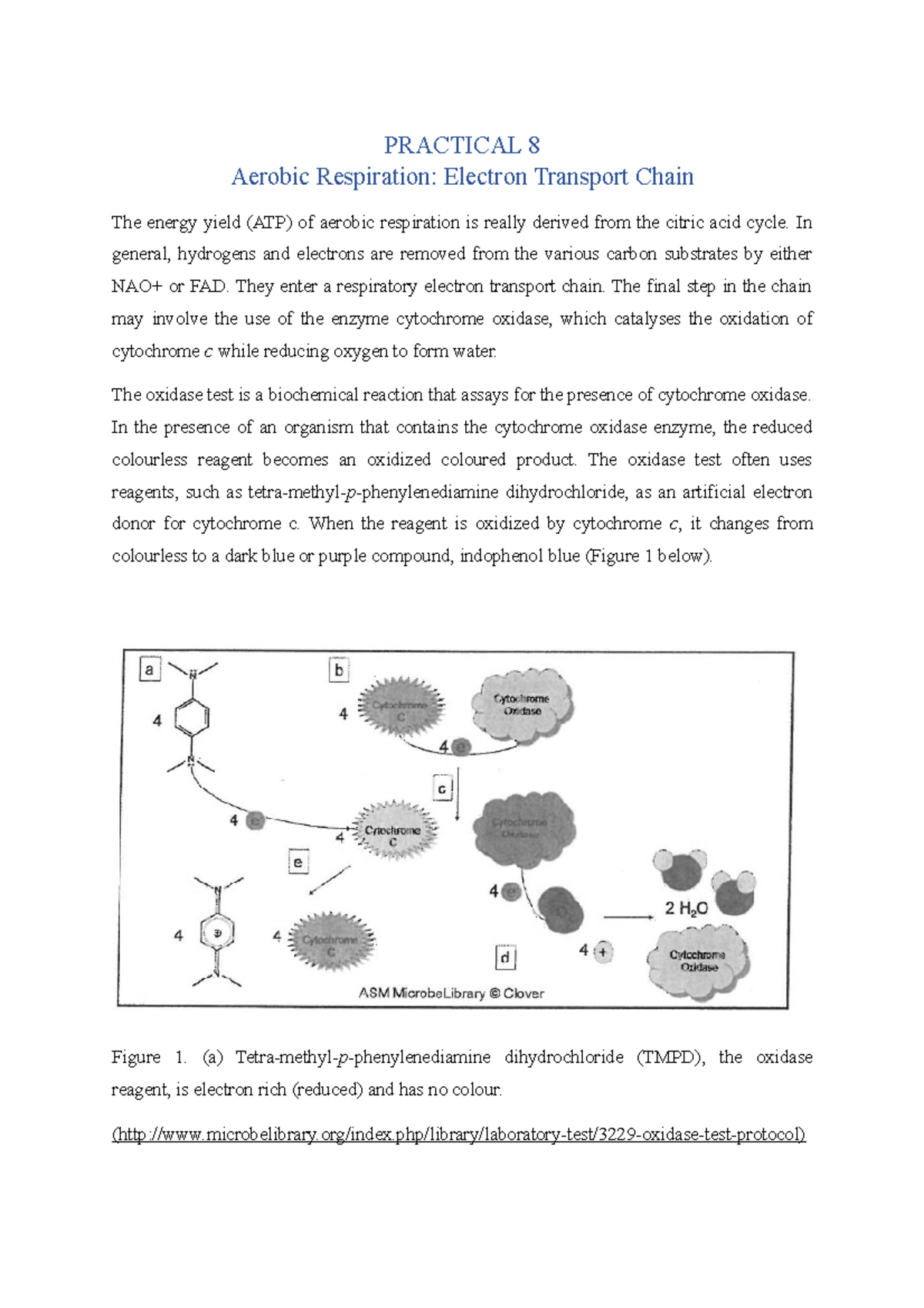 Practical 8 BIOC212 - prac 8 - PRACTICAL 8 Aerobic Respiration: Electron Transport Chain The ...
