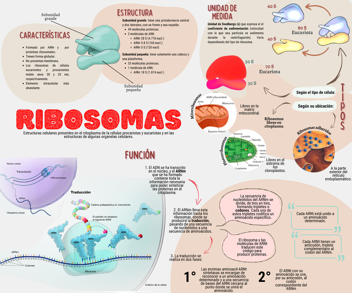 Infografía Ribosomas - TTT III PPP OO O SS S Según su ubicación: Ri bo ...