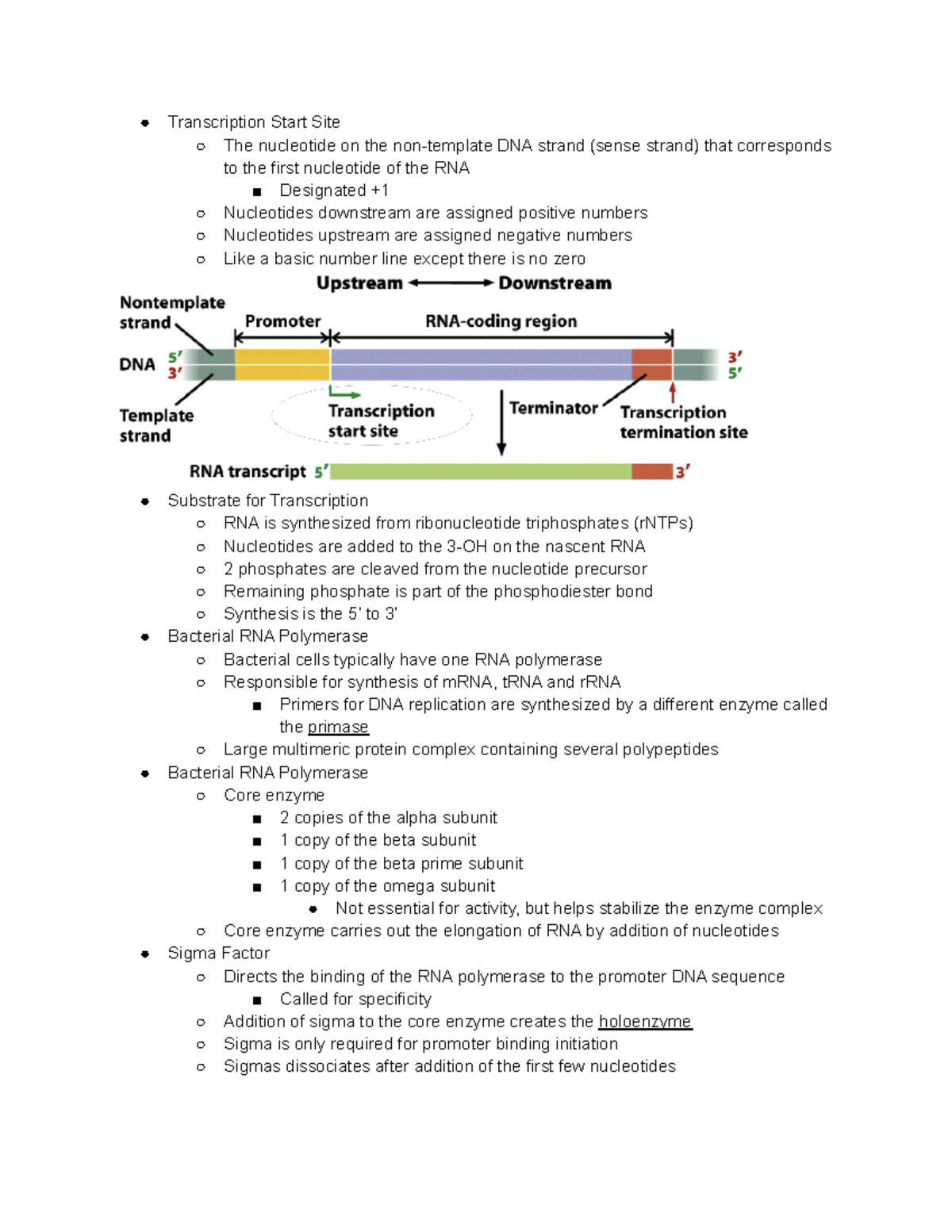 Genetics Chapter 13 Part 3 Notes - Transcription Start Site The ...