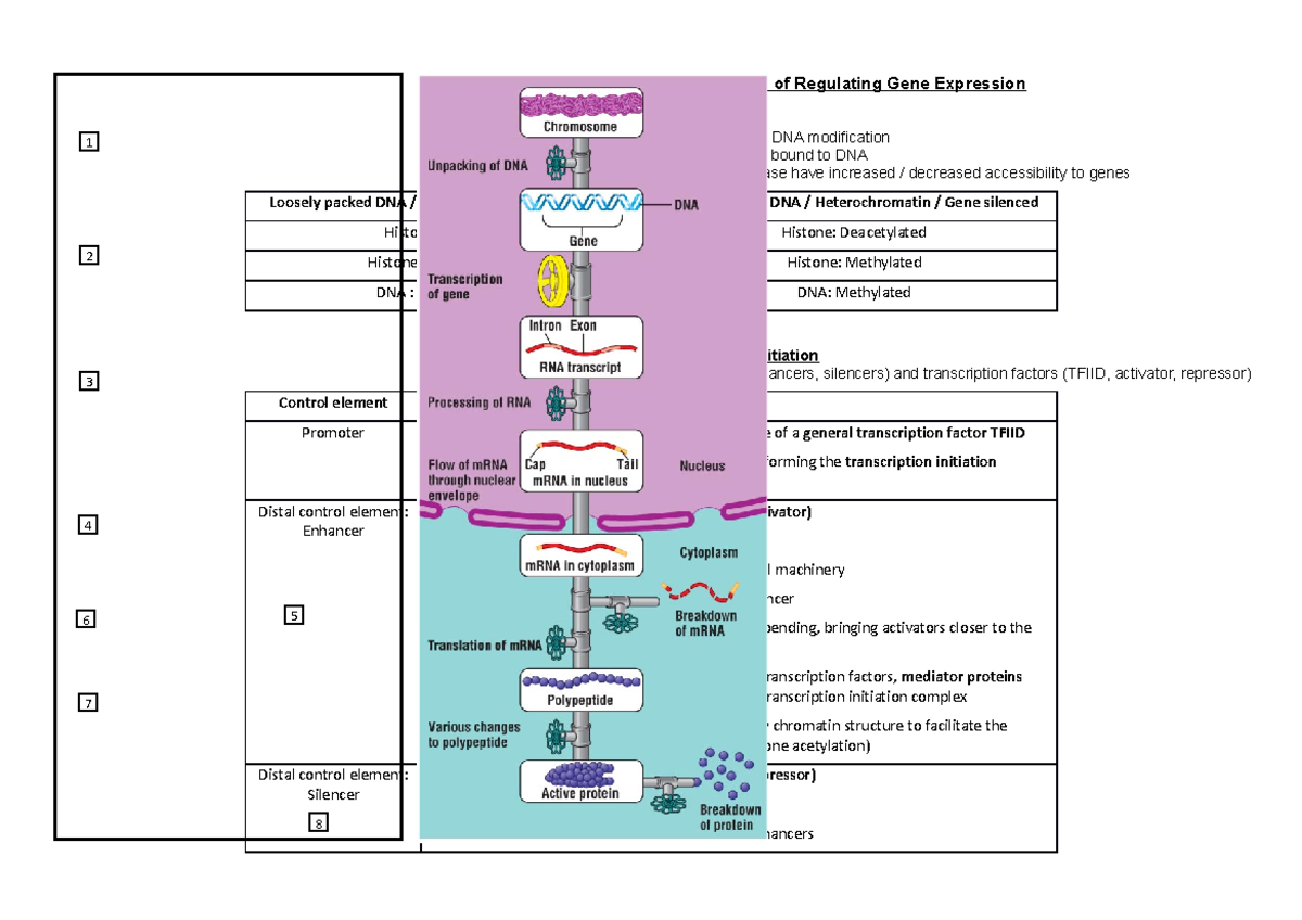 13. Copeg - Control of gene expression in eukaryotes summary - The 8 ...