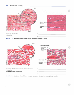 Lab 3 Exercise - tissues - Lab 3 Exercise General types of tissues. View the slides that show ...