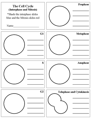 Comparing Meiosis and Mitosis for test - Complete the table using the ...