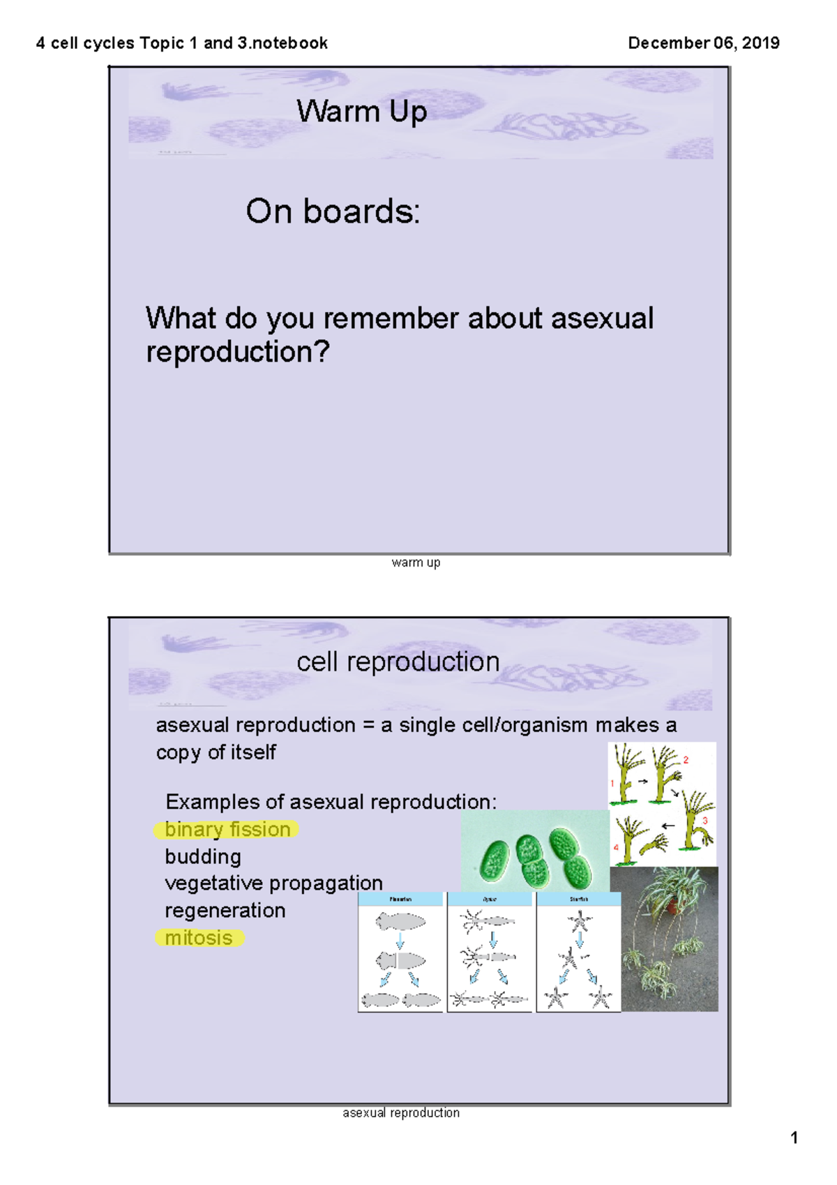 4 cell cycles notes - warm up Warm Up What do you remember about ...