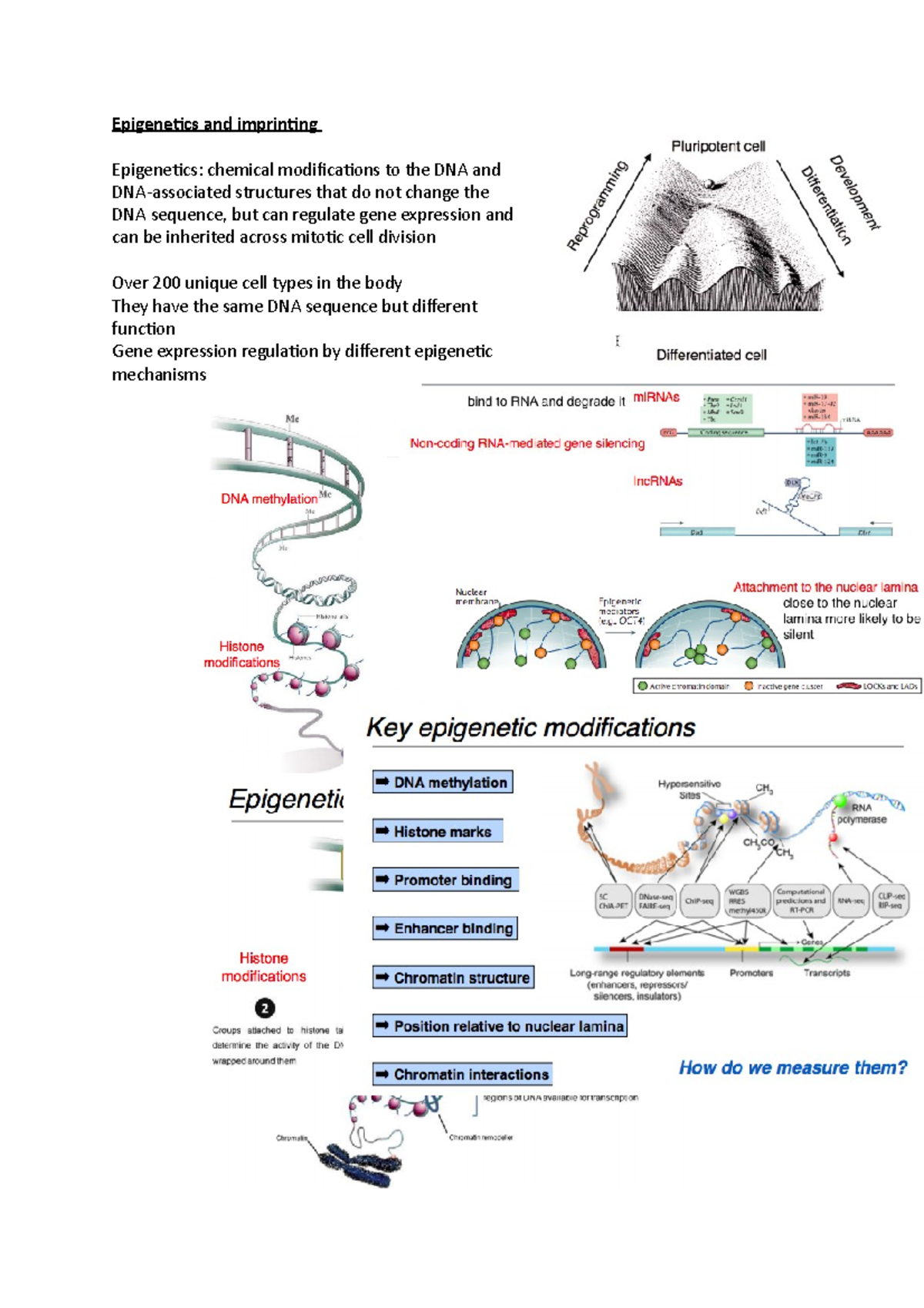 Human Development W6 Epigenetics and imprinting - Epigenetics and ...